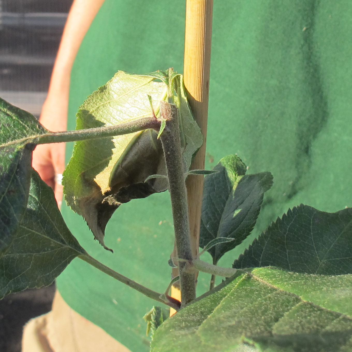 Manzano 'Fuji' : venta Manzano 'Fuji' / Malus pumila Fuji