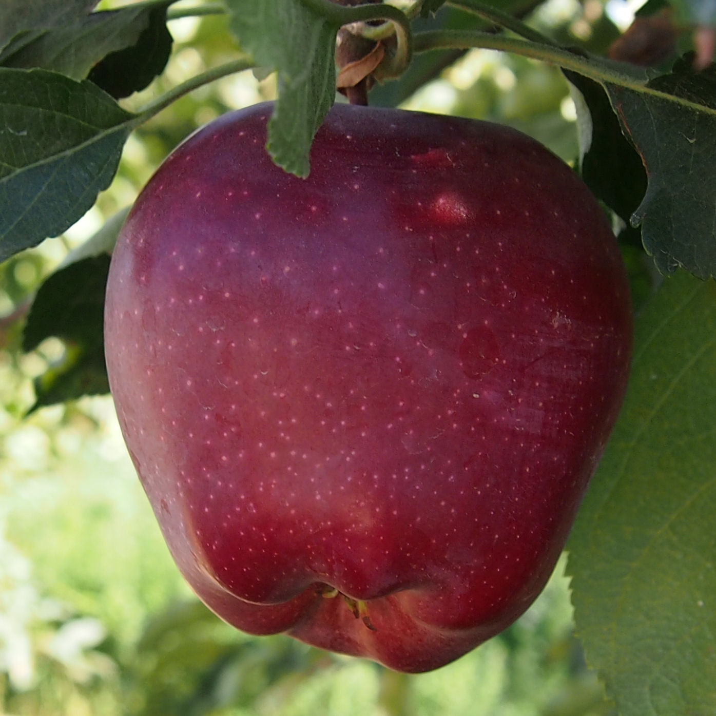 Manzano 'Starkrimson' : venta Manzano 'Starkrimson' / Malus pumila ...