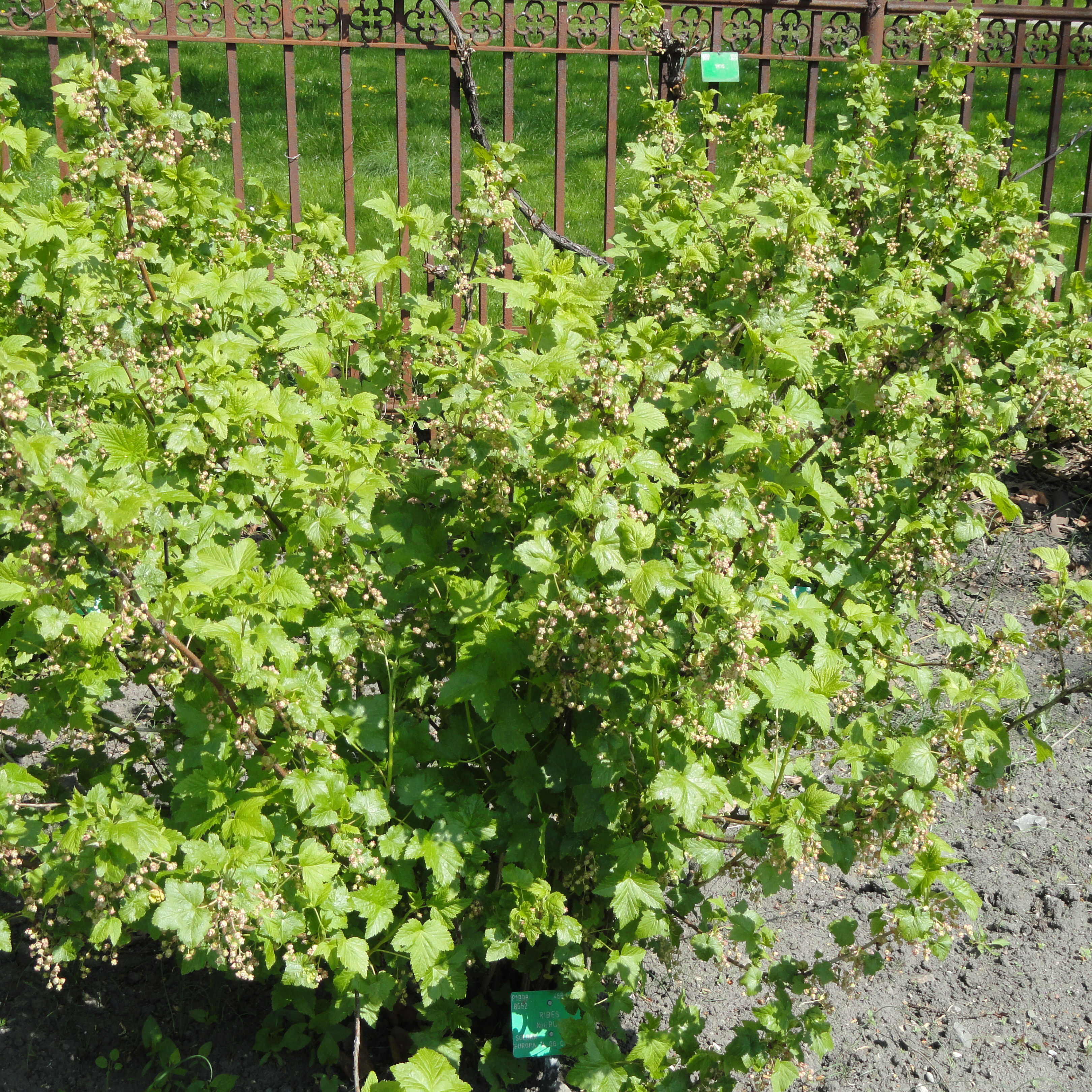 Casis : venta Casis / Ribes nigrum