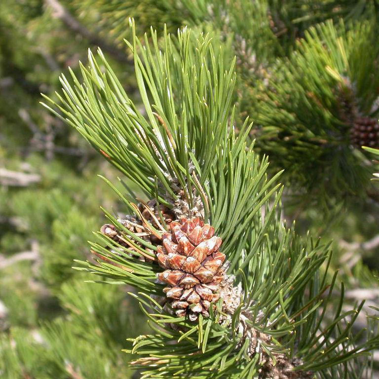 Pino negro de montaña : venta Pino negro de montaña / Pinus montana ...