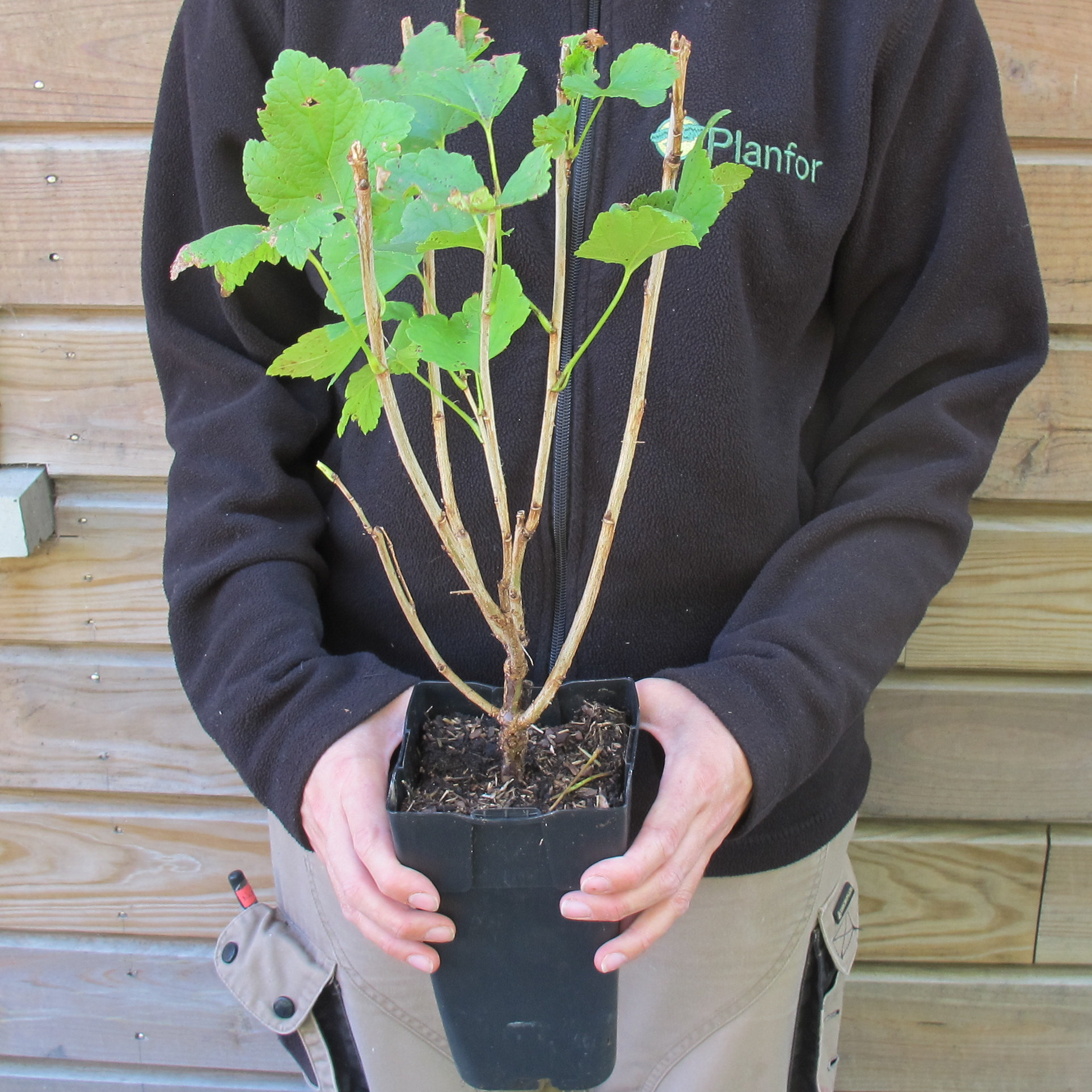 Grosellero rojo : venta Grosellero rojo / Ribes rubrum