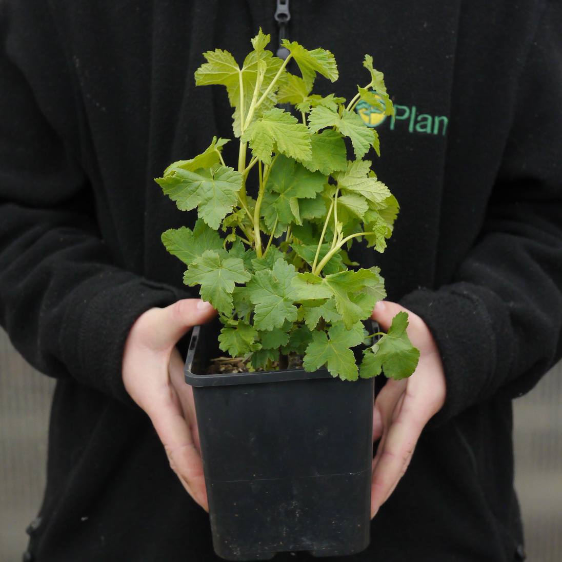 Grosellero rojo : venta Grosellero rojo / Ribes rubrum