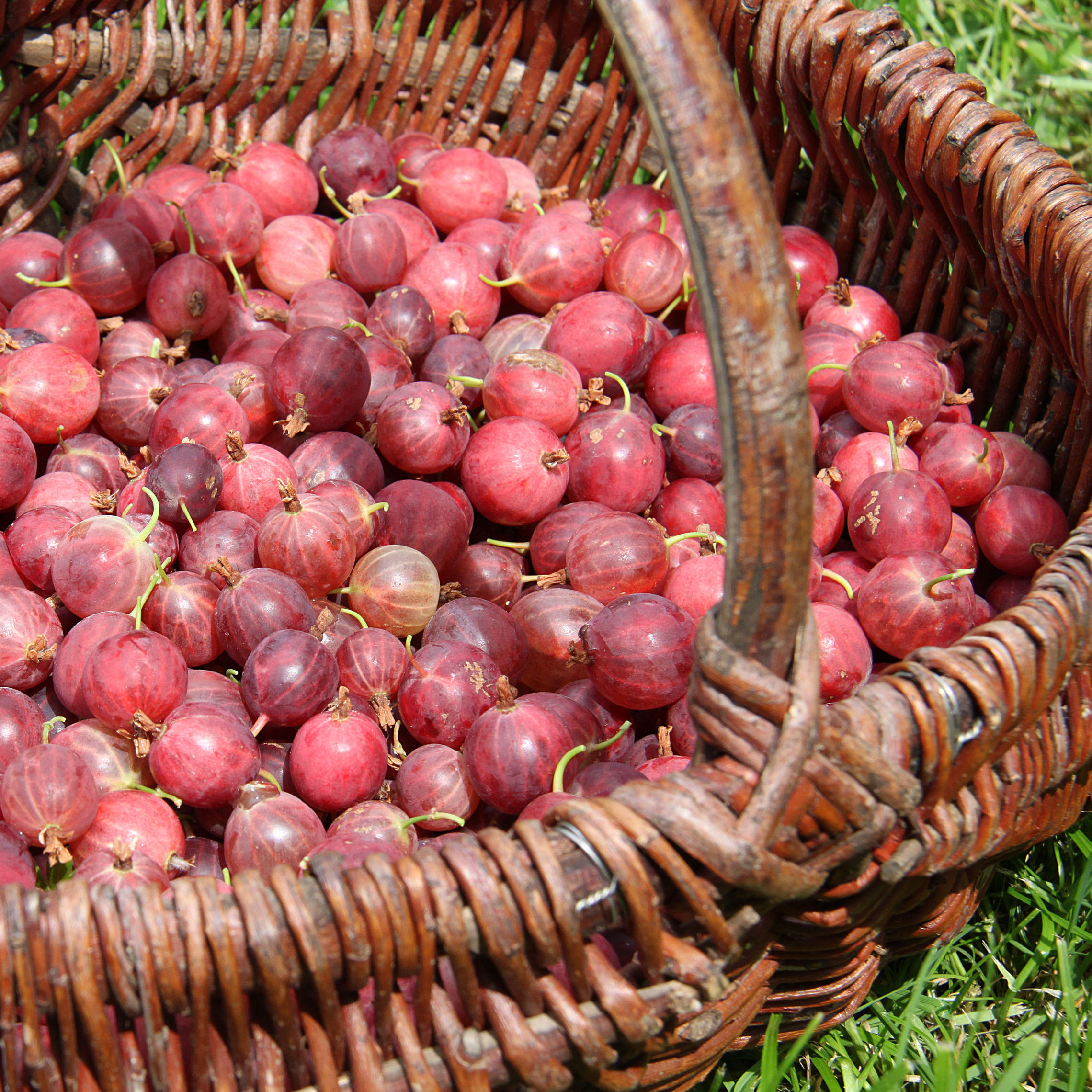 Grosella espinosa : venta Grosella espinosa / Ribes uva crispa