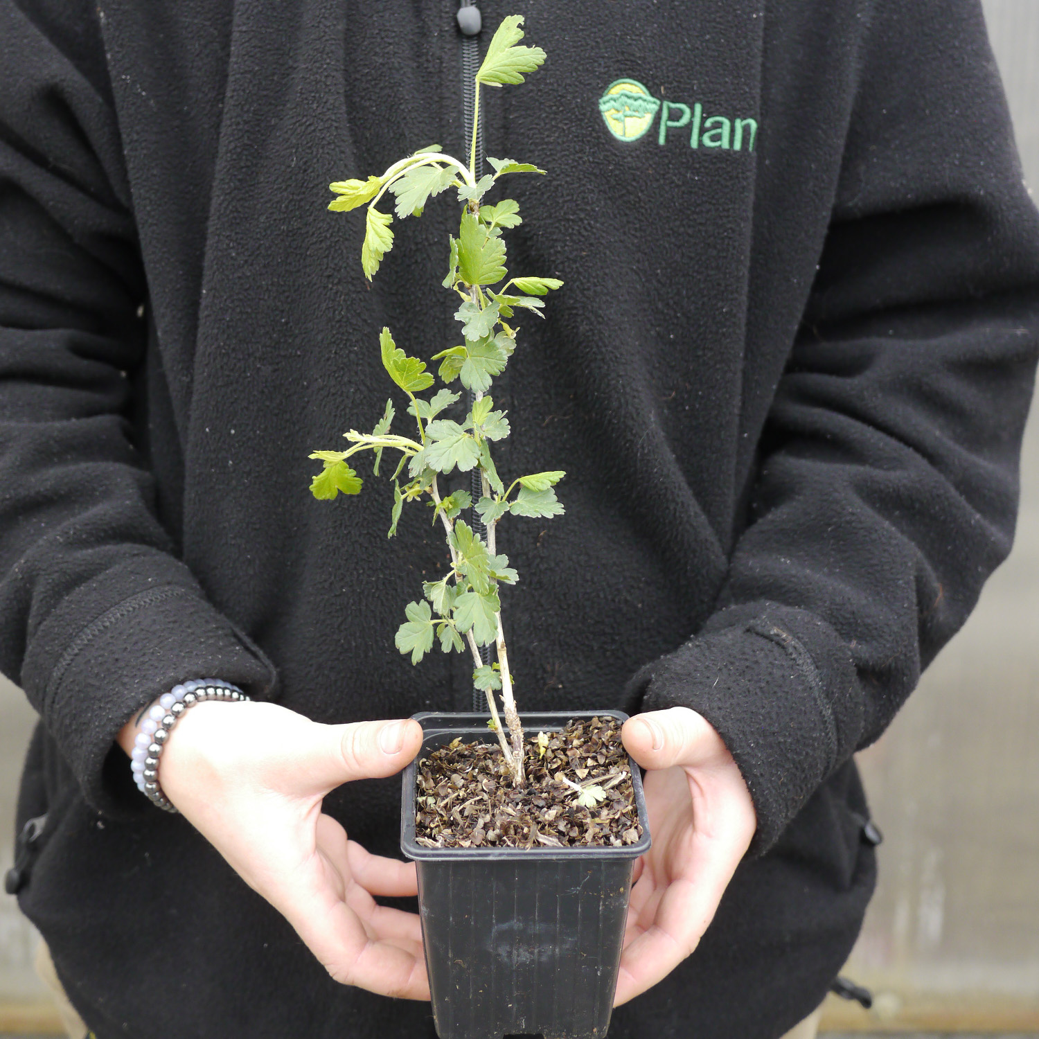 Grosella espinosa : venta Grosella espinosa / Ribes uva crispa