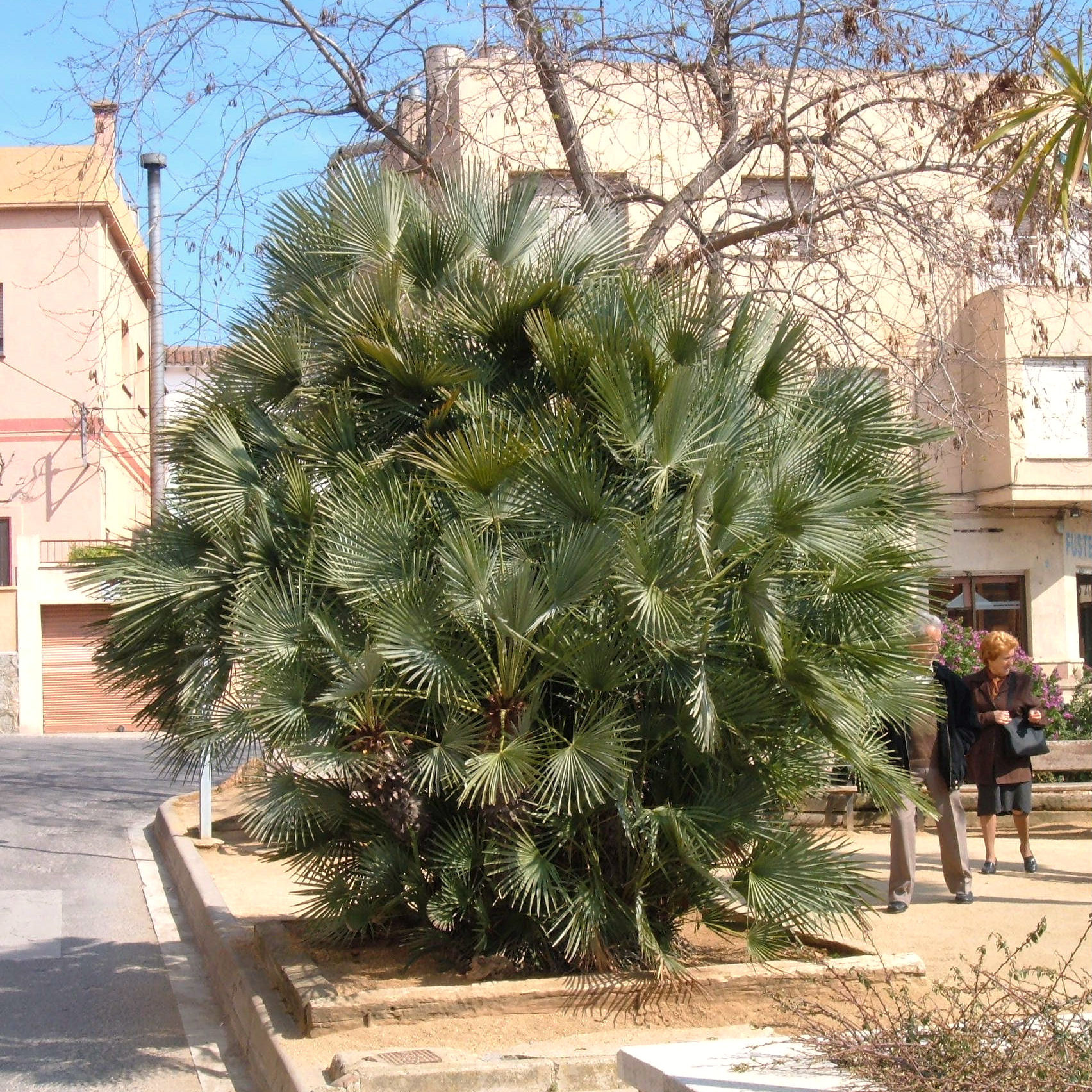 Palmito : venta Palmito / Chamaerops humilis