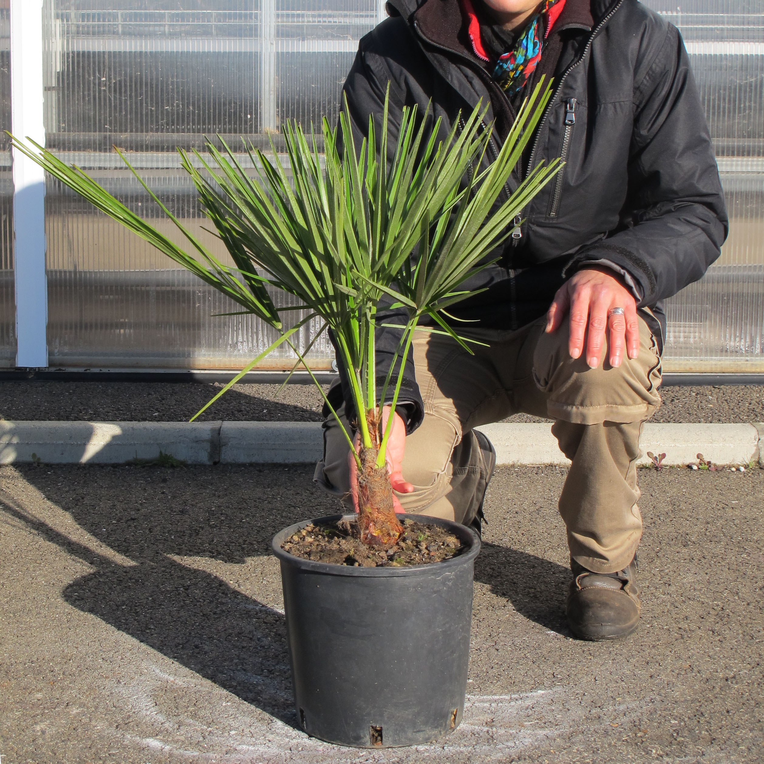 Palmito : venta Palmito / Chamaerops humilis