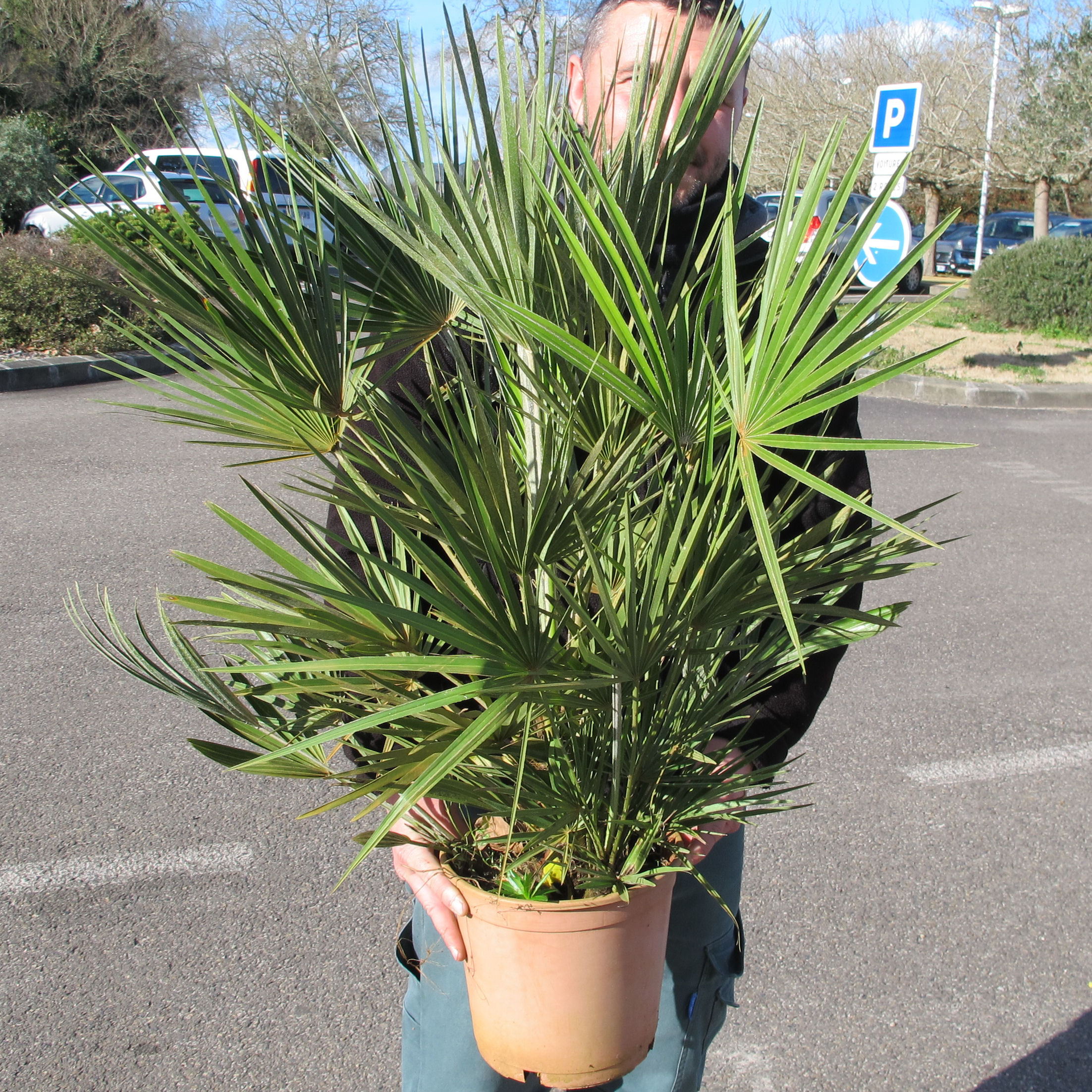 Palmito : venta Palmito / Chamaerops humilis