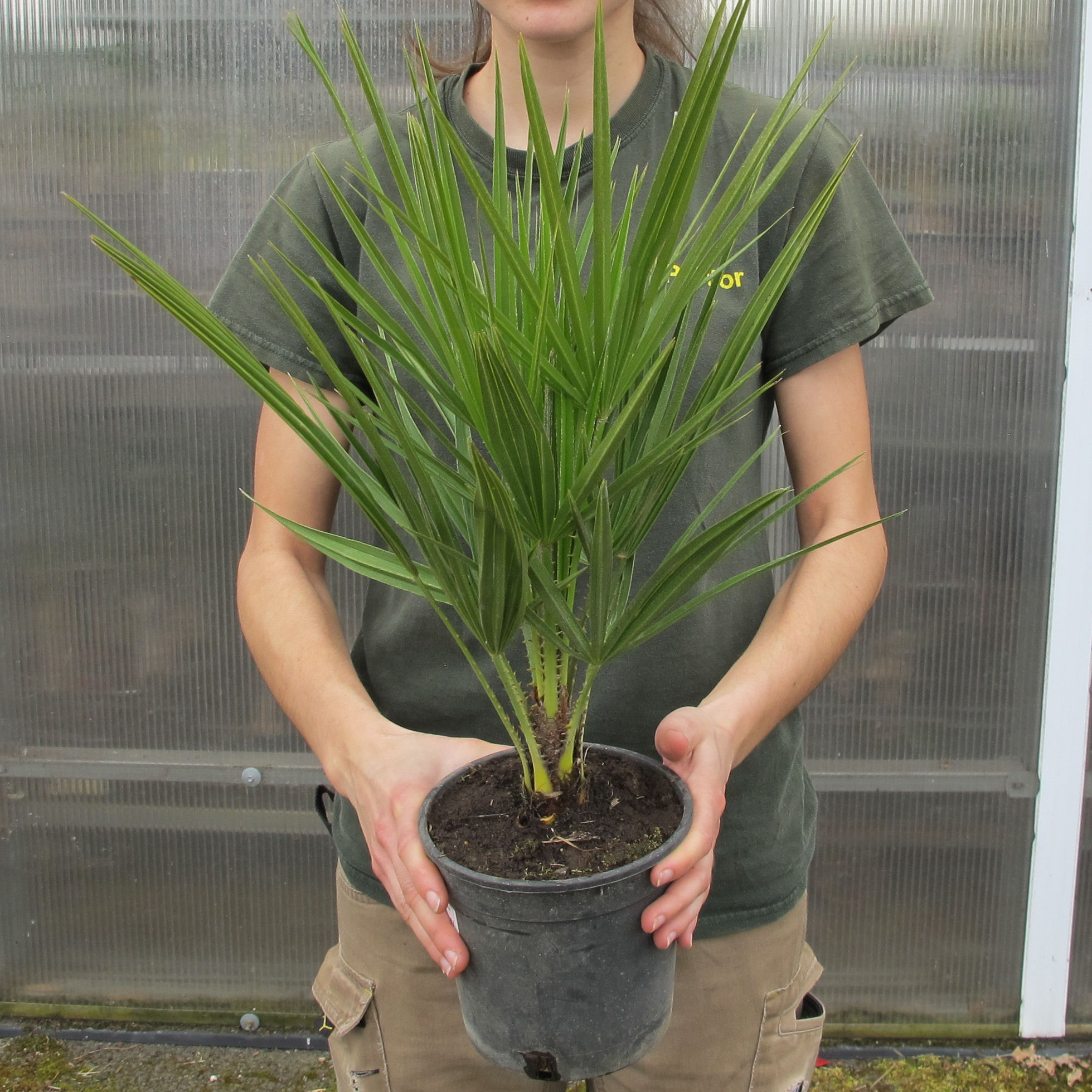 Palmito : venta Palmito / Chamaerops humilis