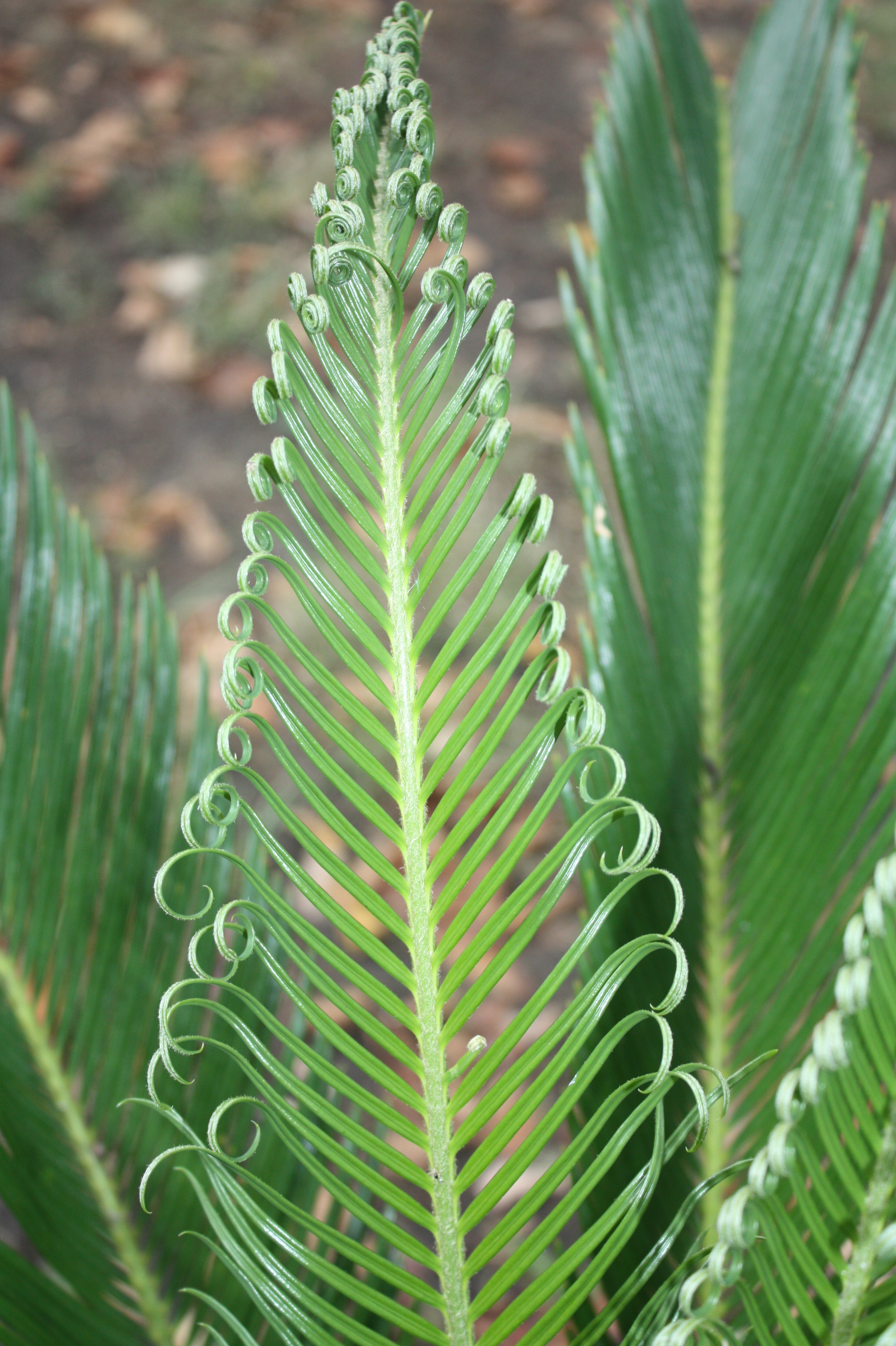 Palma de Sagu : venta Palma de Sagu / Cycas revoluta