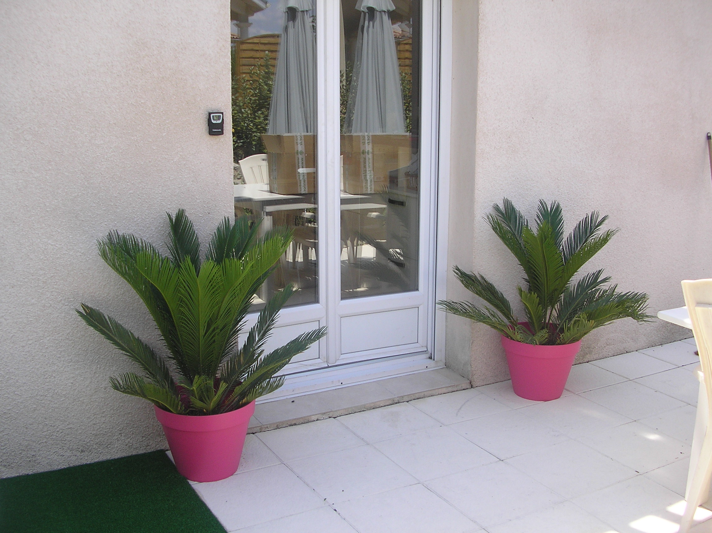 Palma de Sagu : venta Palma de Sagu / Cycas revoluta