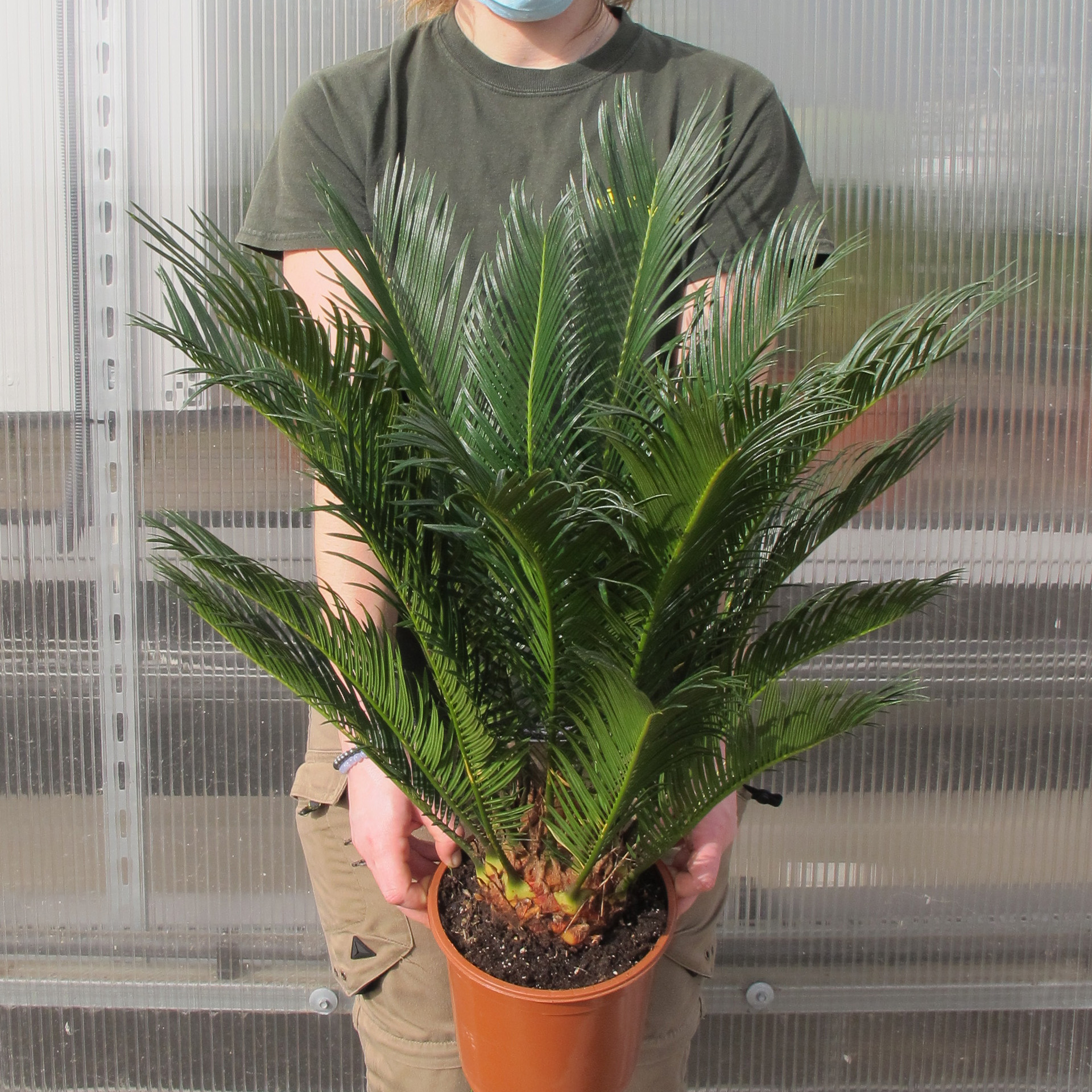 Palma de Sagu : venta Palma de Sagu / Cycas revoluta