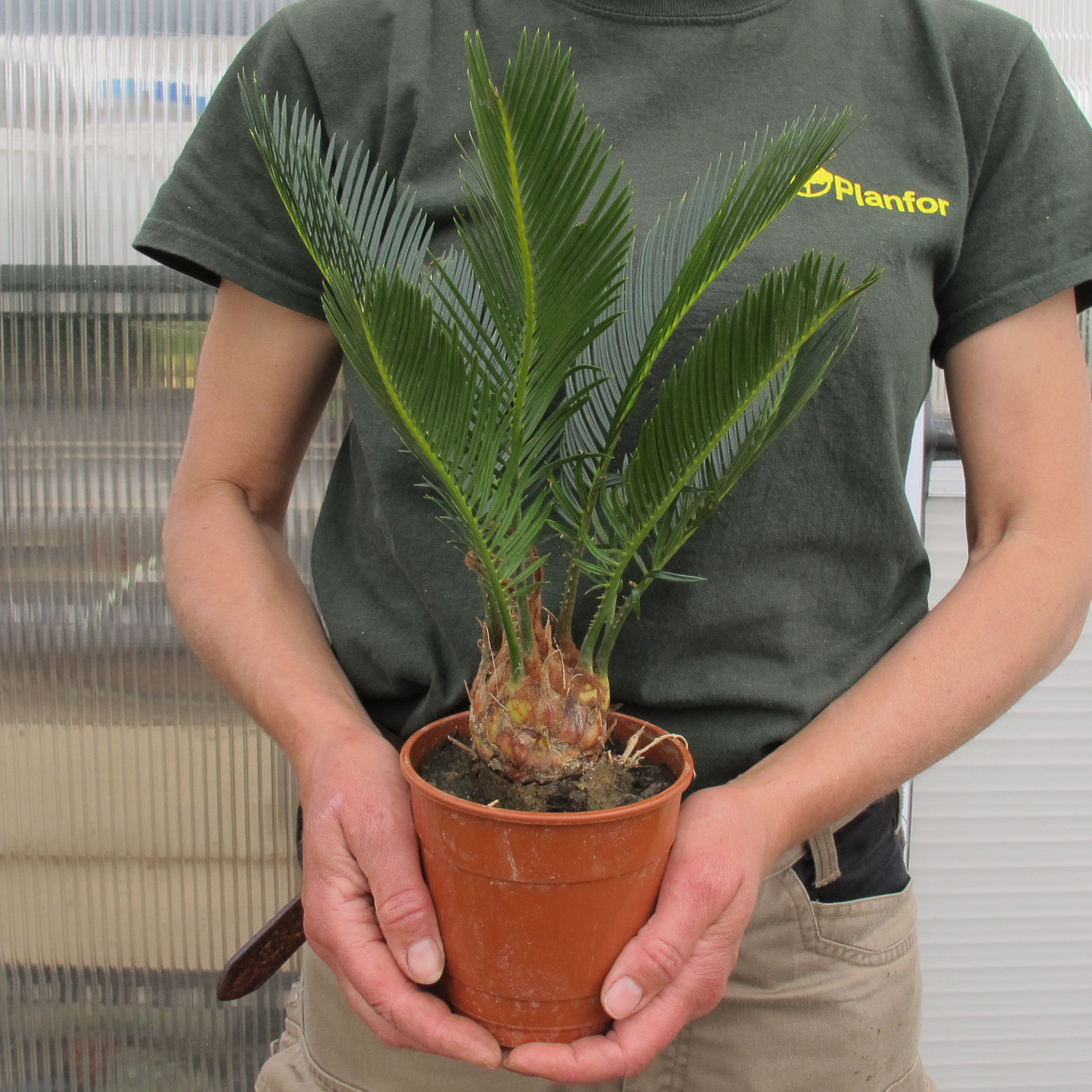 Palma de Sagu : venta Palma de Sagu / Cycas revoluta
