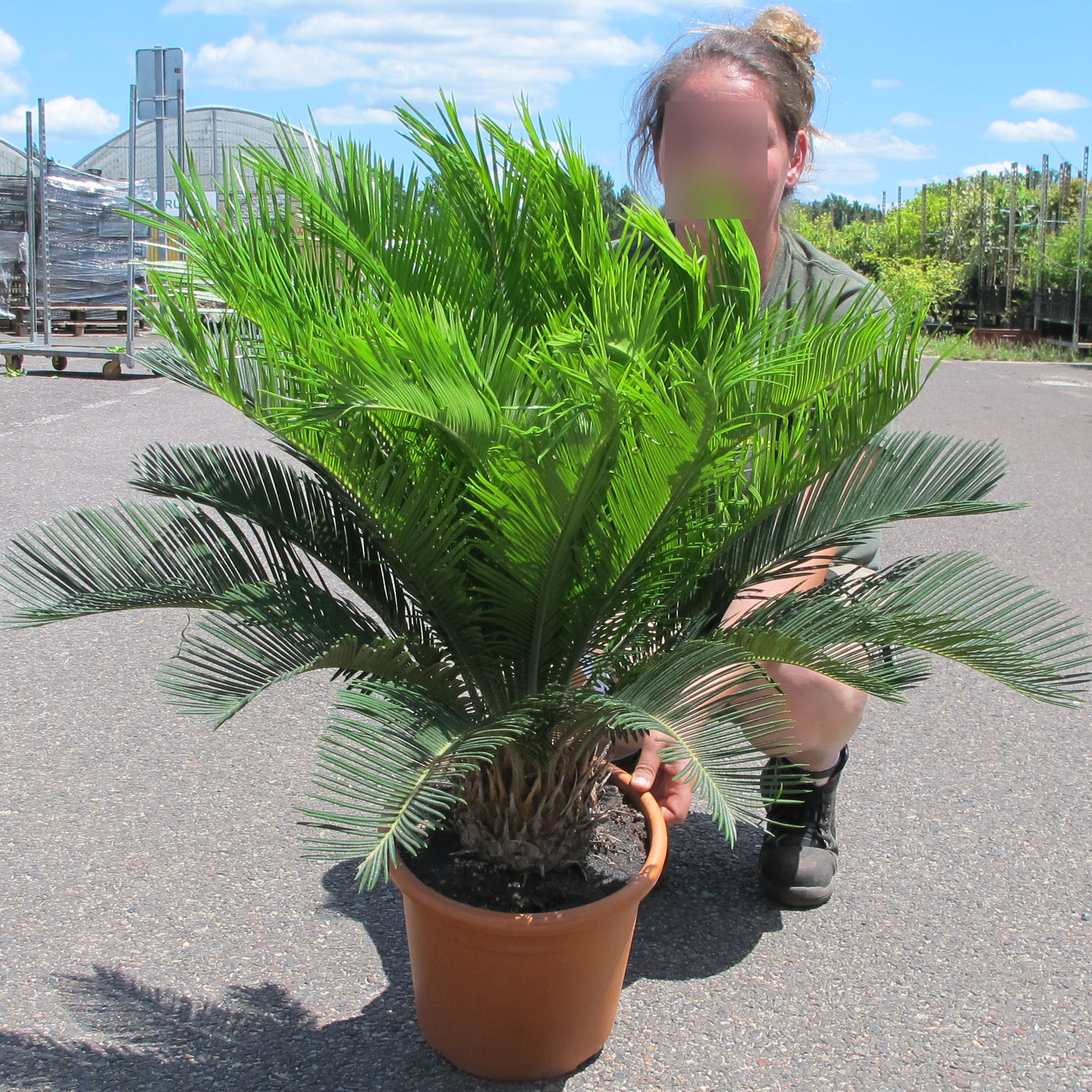 Palma de Sagu : venta Palma de Sagu / Cycas revoluta
