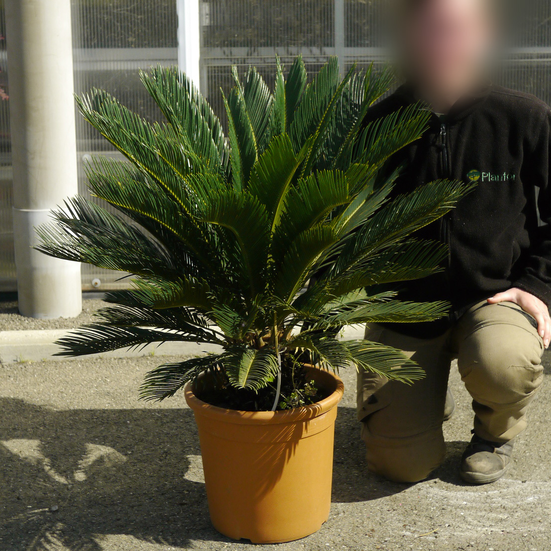Palma de Sagu : venta Palma de Sagu / Cycas revoluta
