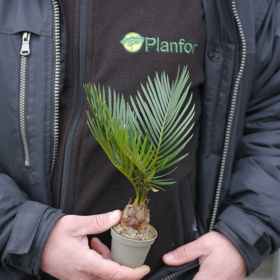 Palma de Sagu : venta Palma de Sagu / Cycas revoluta
