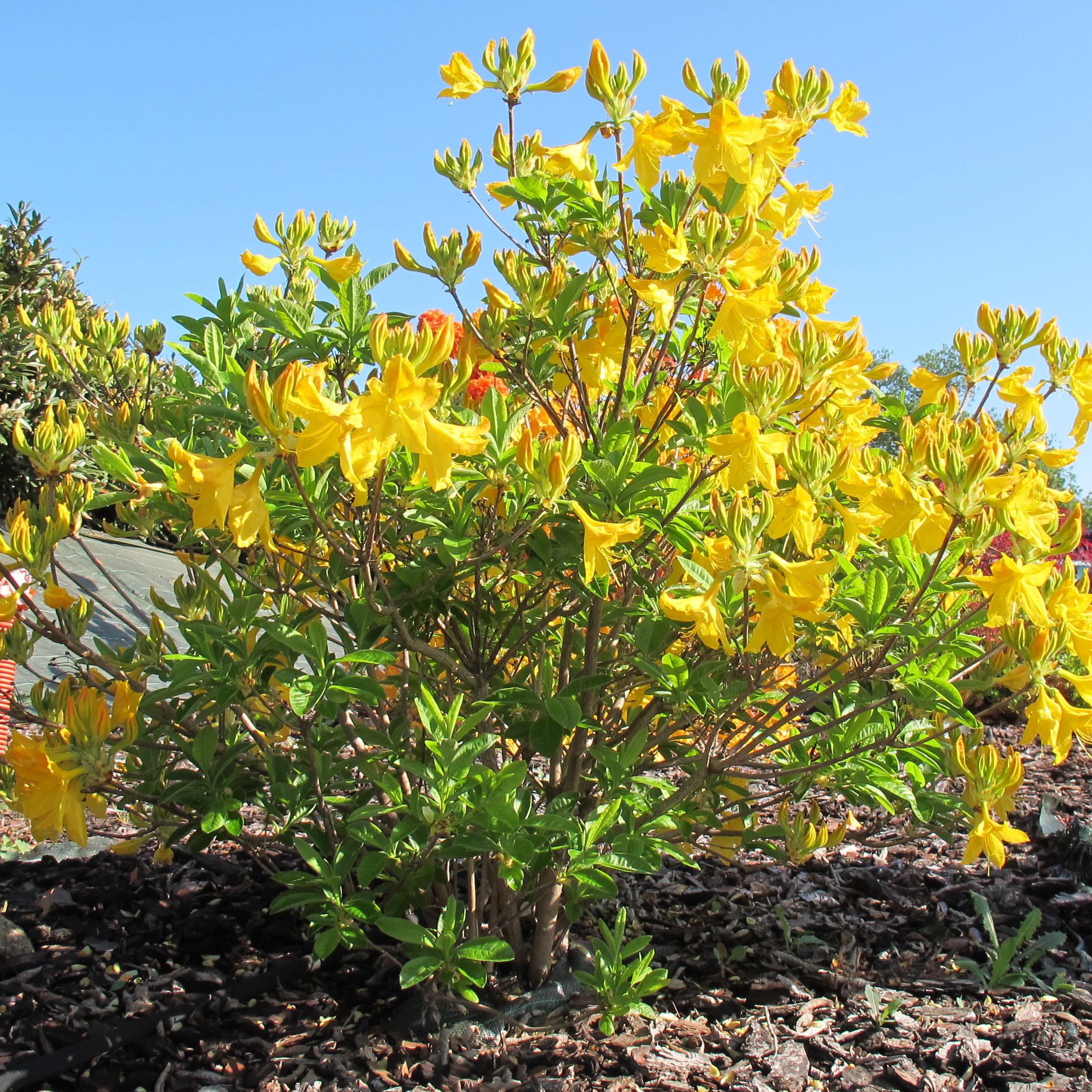 Azalea mollis 'Gold Topas' : venta Azalea mollis 'Gold Topas' / Azalea ...
