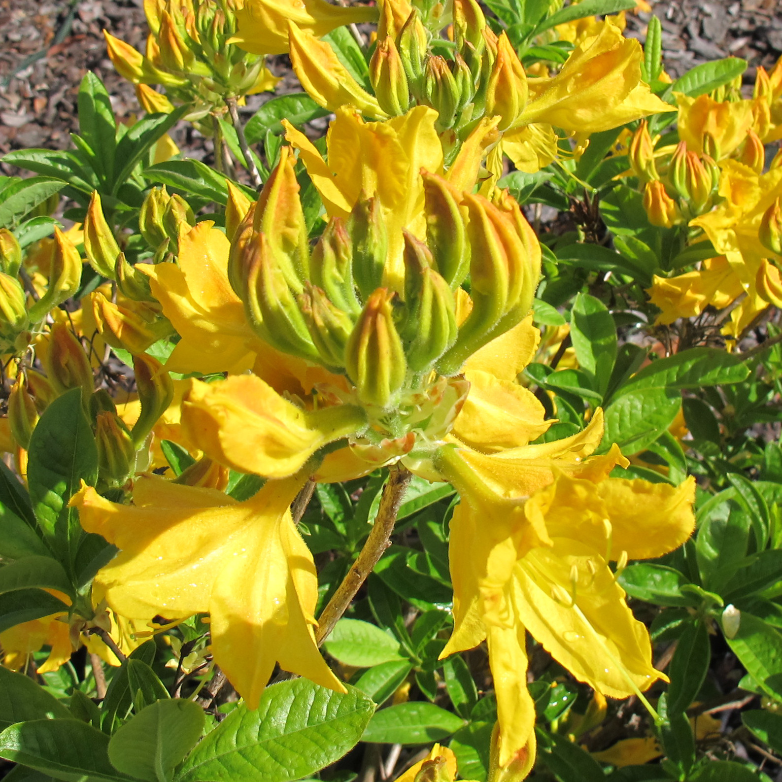Azalea mollis 'Gold Topas' : venta Azalea mollis 'Gold Topas' / Azalea ...