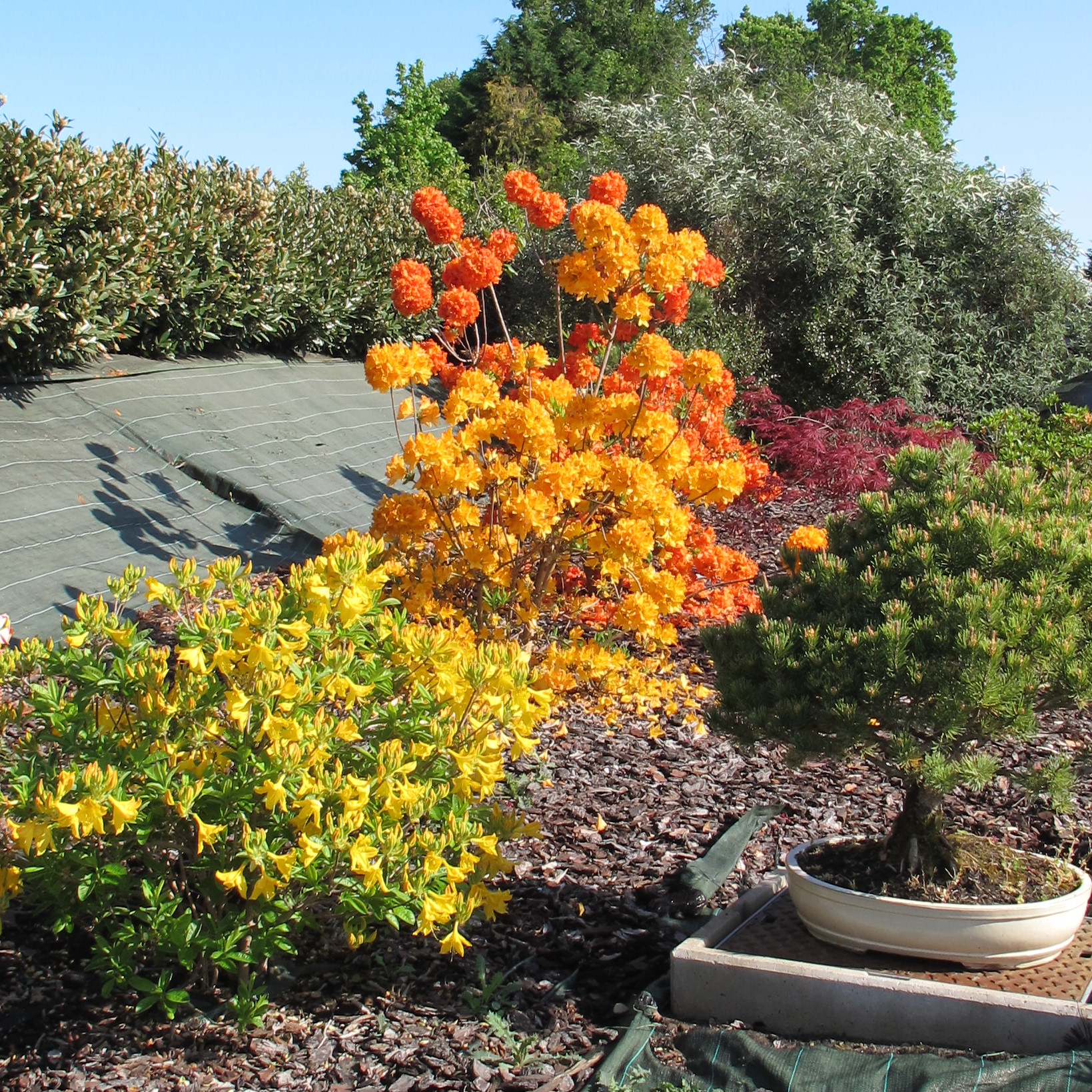 Azalea mollis 'Gold Topas' : venta Azalea mollis 'Gold Topas' / Azalea ...
