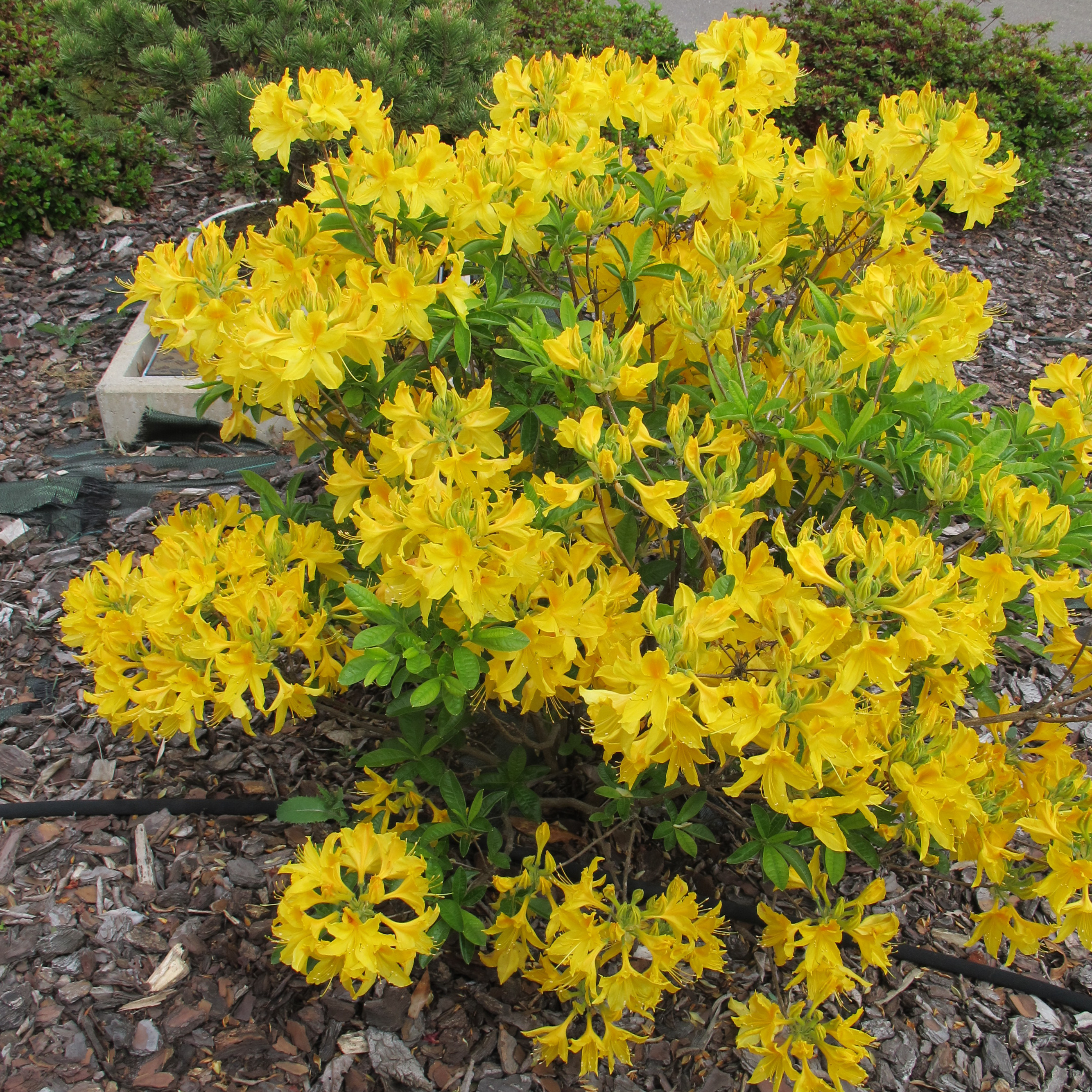 Azalea mollis 'Gold Topas' : venta Azalea mollis 'Gold Topas' / Azalea ...