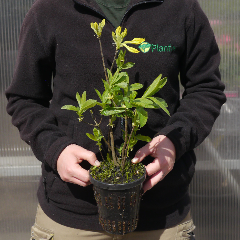 Azalea mollis 'Gold Topas' : venta Azalea mollis 'Gold Topas' / Azalea ...