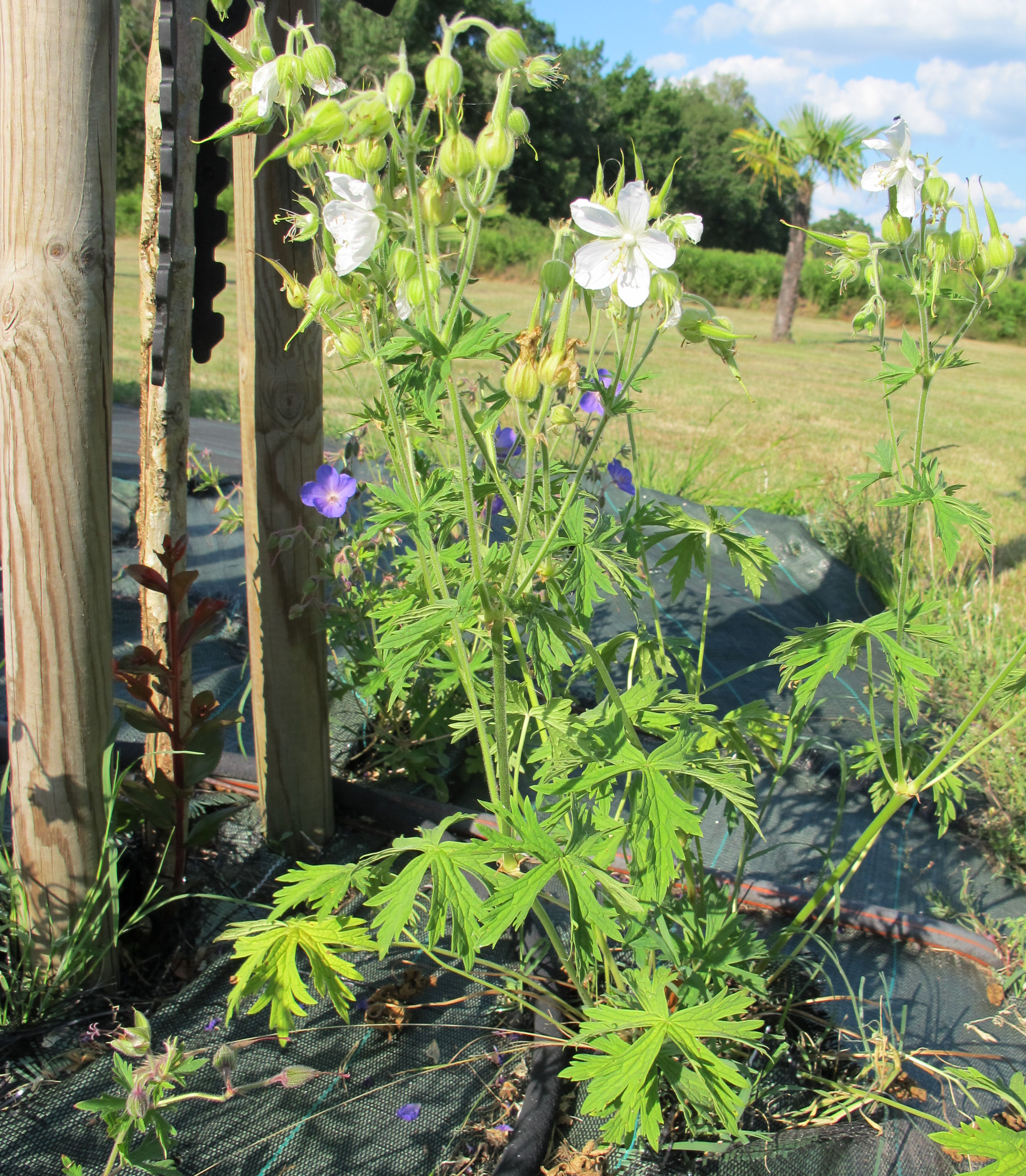 Geranio de la pradera : venta Geranio de la pradera / Geranium pratense ...
