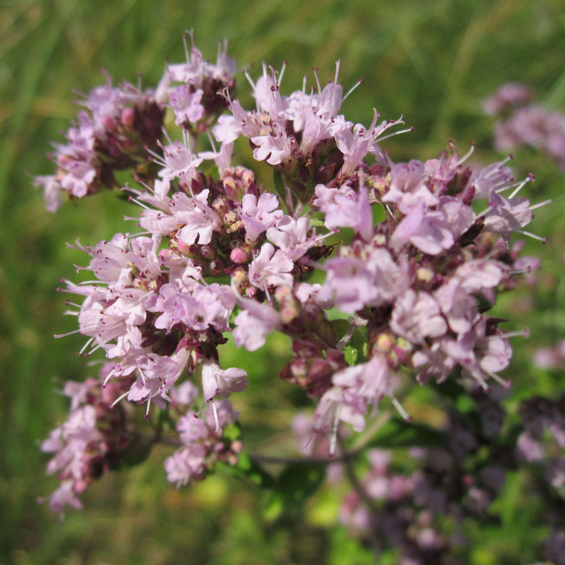 Orégano : venta Orégano / Origanum vulgare
