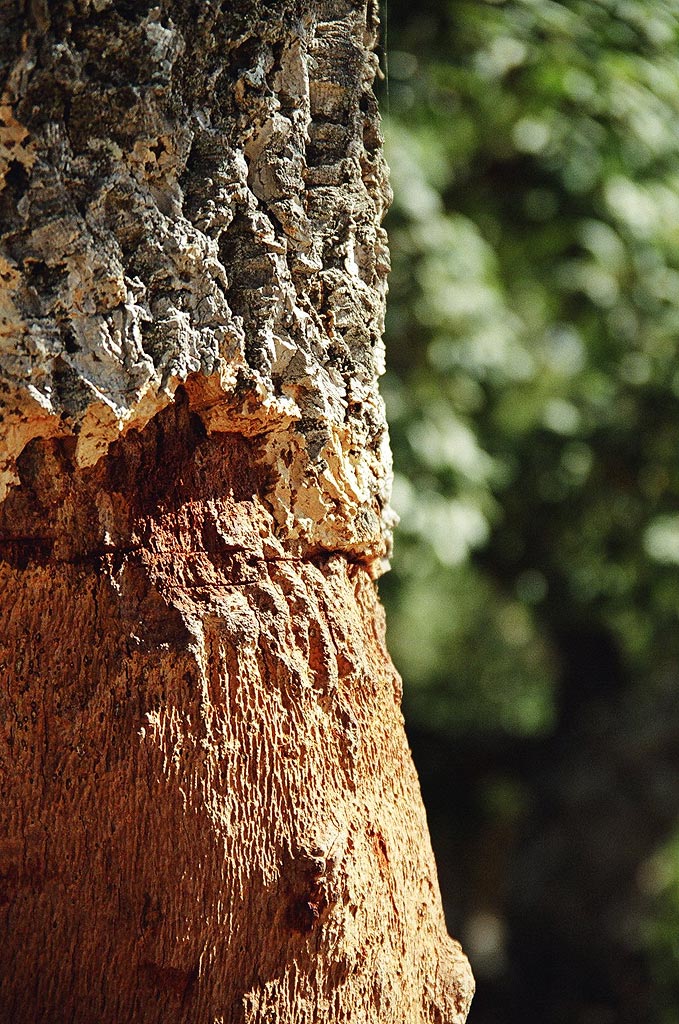Alcornoque : venta Alcornoque / Quercus suber