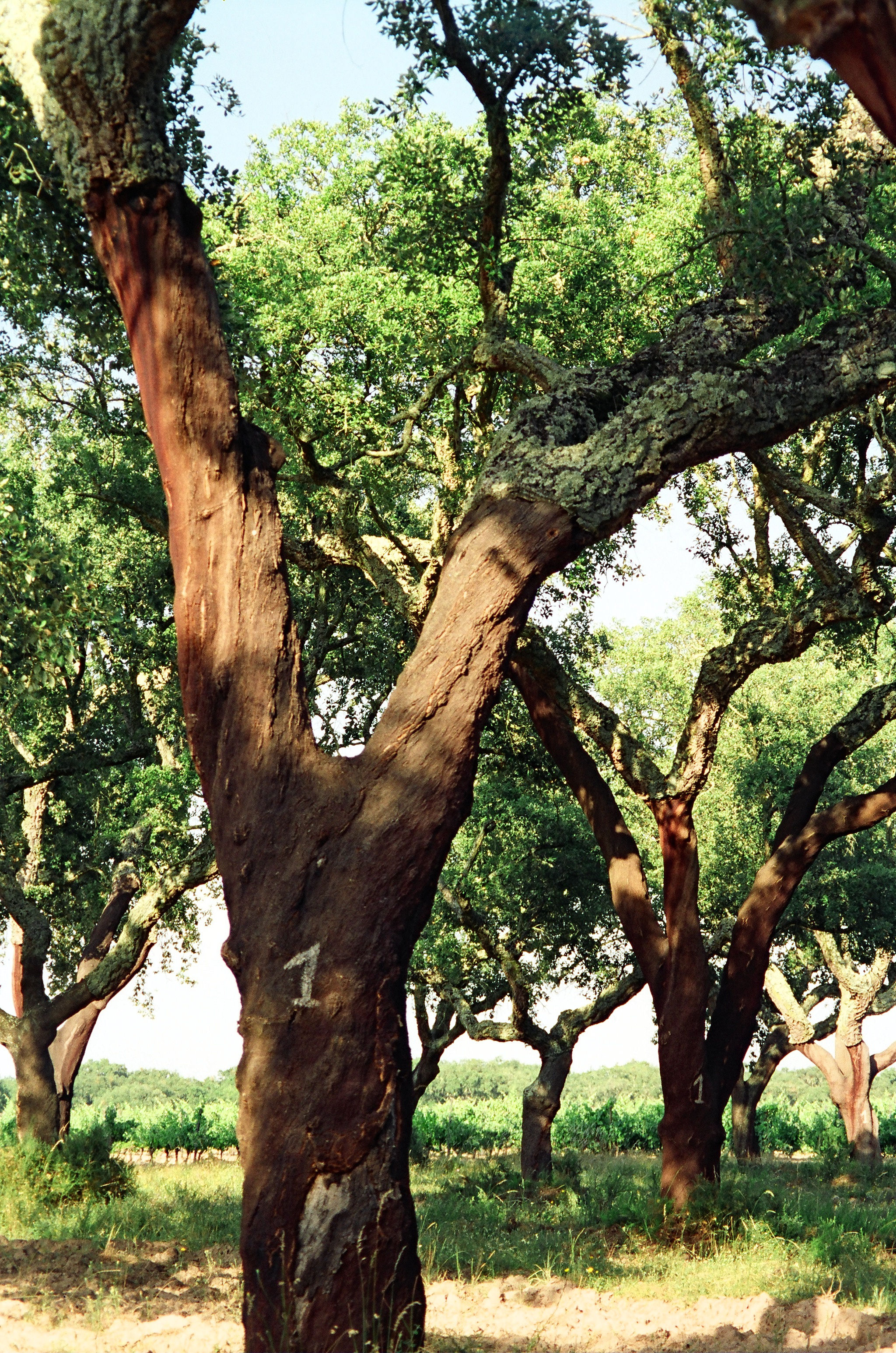 Alcornoque : venta Alcornoque / Quercus suber