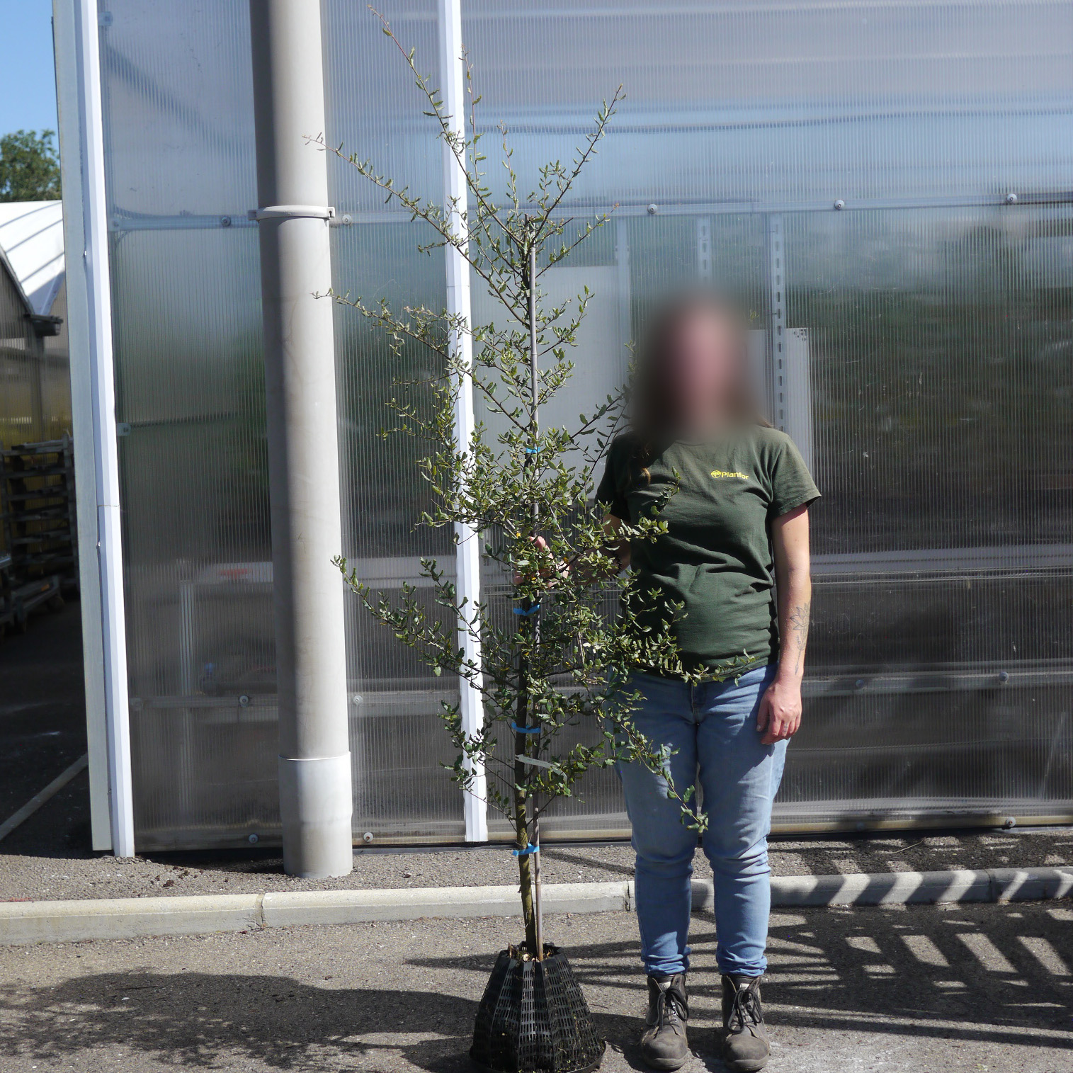 Alcornoque : venta Alcornoque / Quercus suber