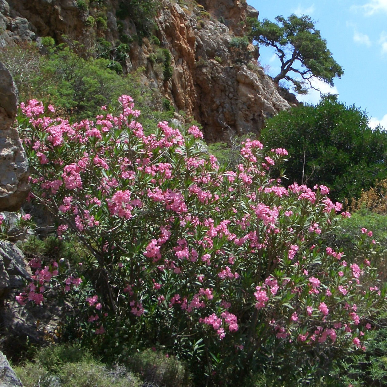Adelfa rosa : venta Adelfa rosa / Nerium oleander rosea 1