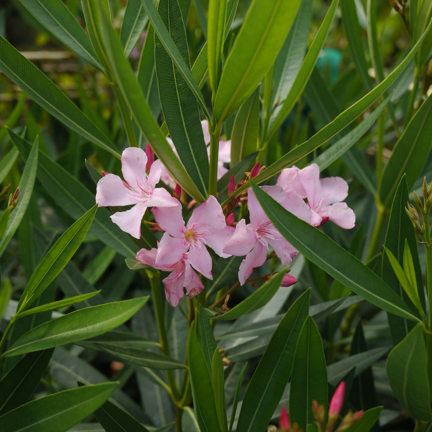 Adelfa rosa : venta Adelfa rosa / Nerium oleander rosea 1