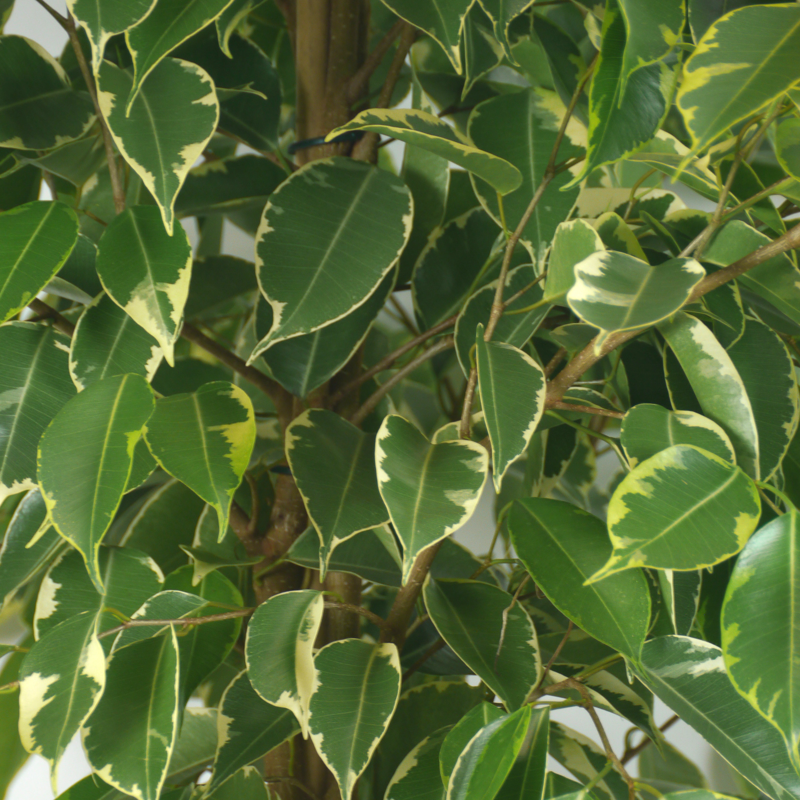 Ficus 'Golden King' : venta Ficus 'Golden King' / Ficus Golden King