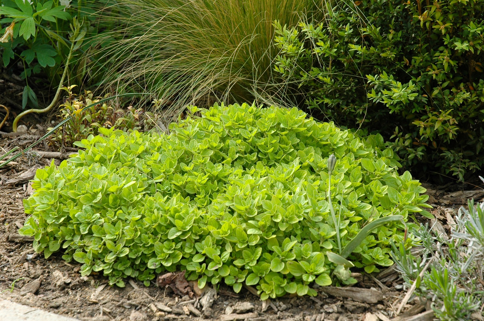 Mejorana : venta Mejorana / Origanum majorana