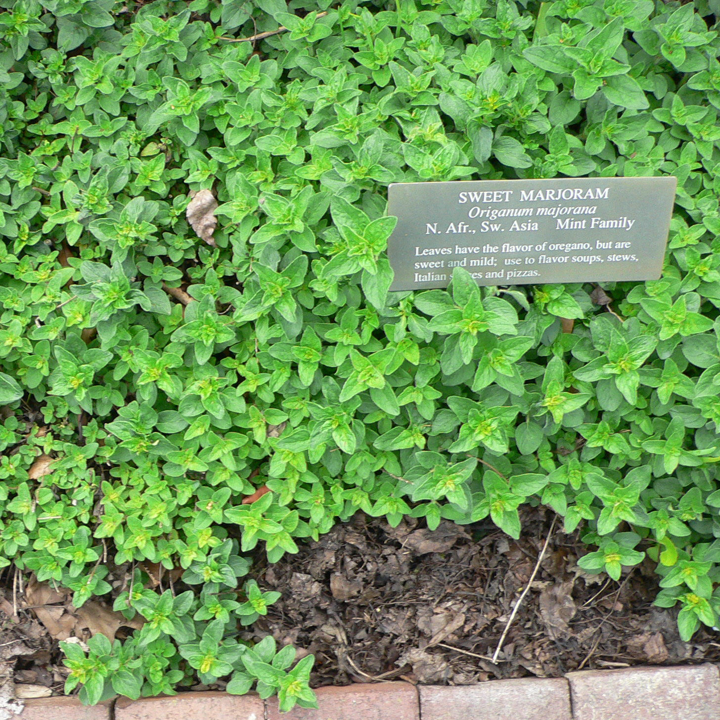 Mejorana : venta Mejorana / Origanum majorana