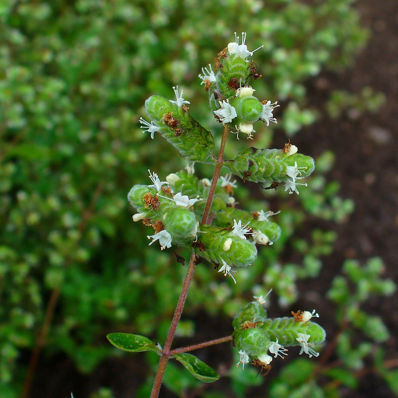 Mejorana : venta Mejorana / Origanum majorana