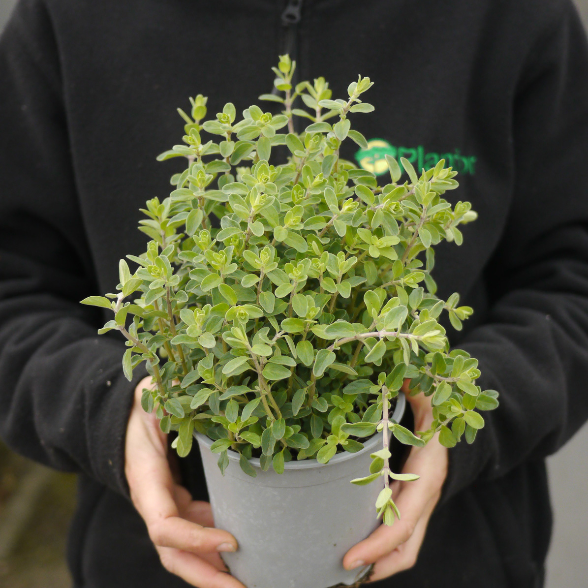 Mejorana : venta Mejorana / Origanum majorana