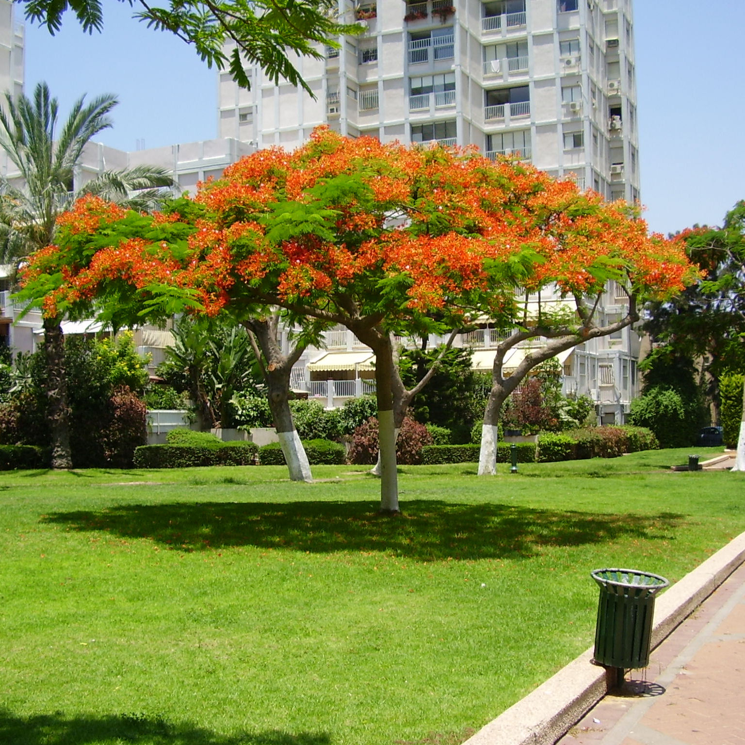 Flamboyant : venta Flamboyant / Delonix regia