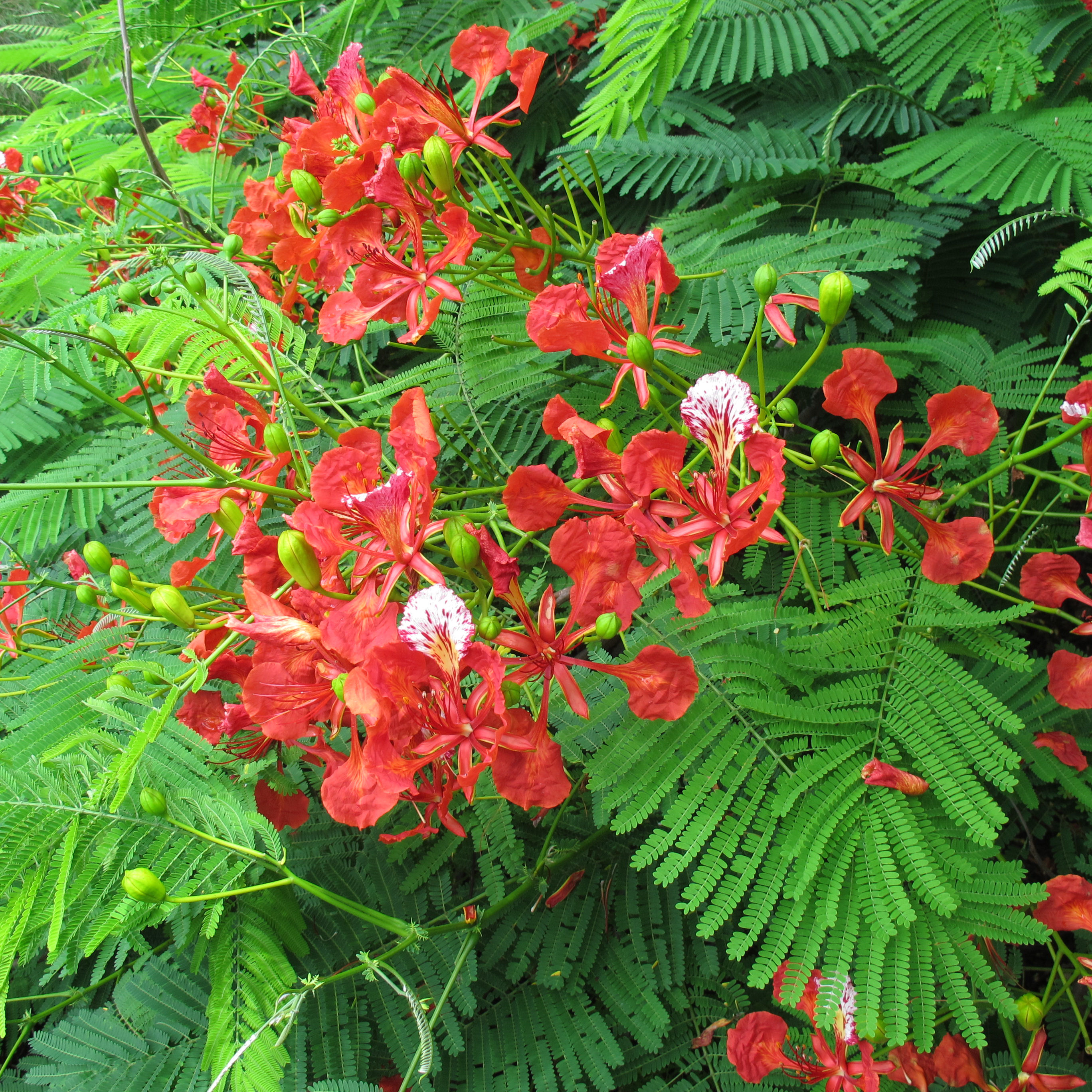 Flamboyant : venta Flamboyant / Delonix regia