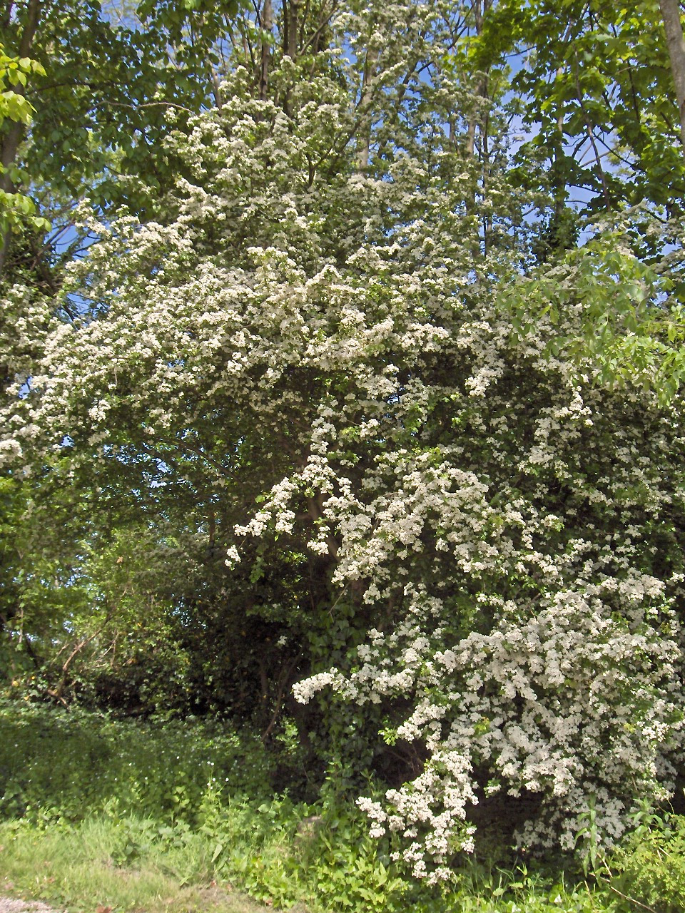 Majuelo : venta Majuelo / Crataegus monogyna