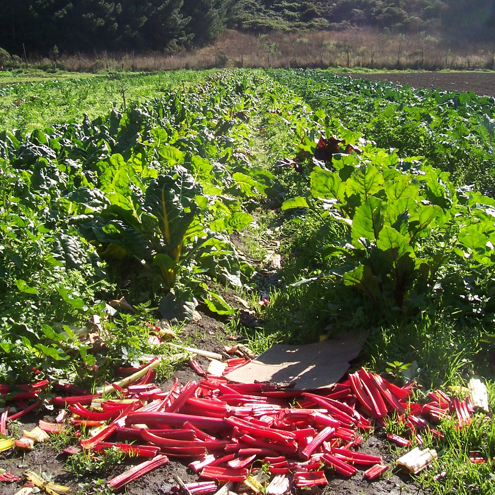 Ruibarbo : venta Ruibarbo / Rheum rhabarbarum