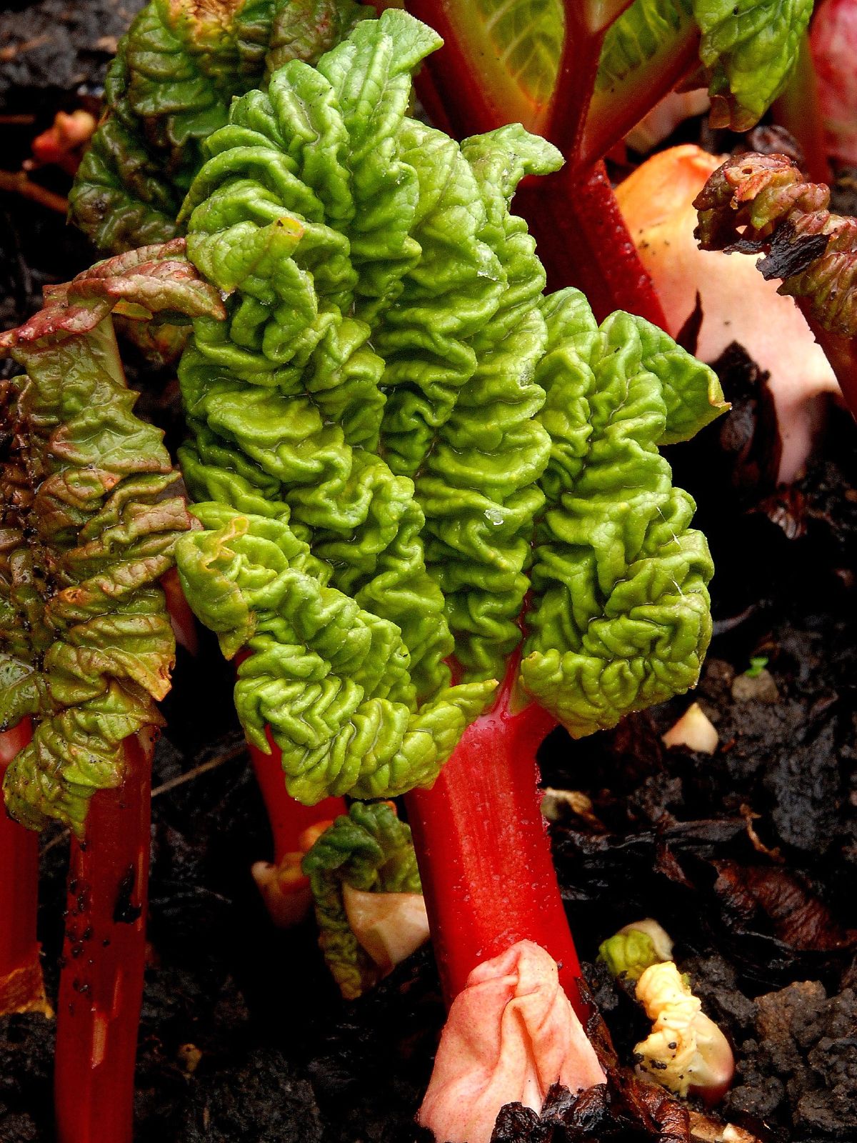 Ruibarbo : venta Ruibarbo / Rheum rhabarbarum