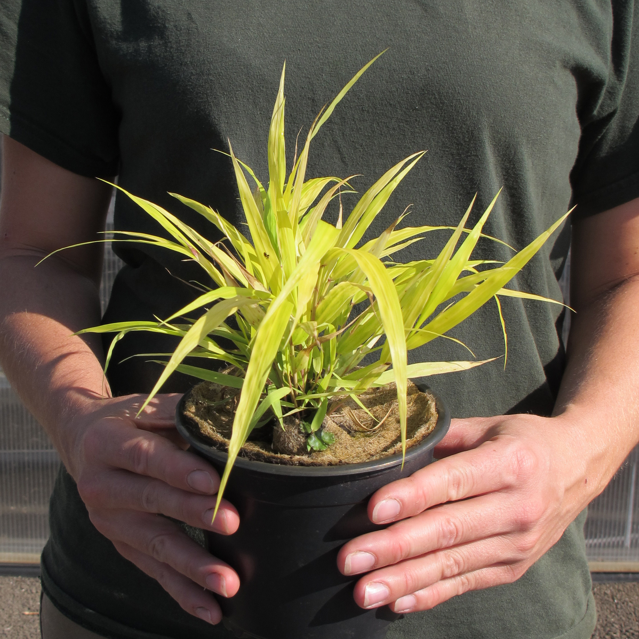 Hierba de Japón 'All gold' : venta Hierba de Japón 'All gold ...