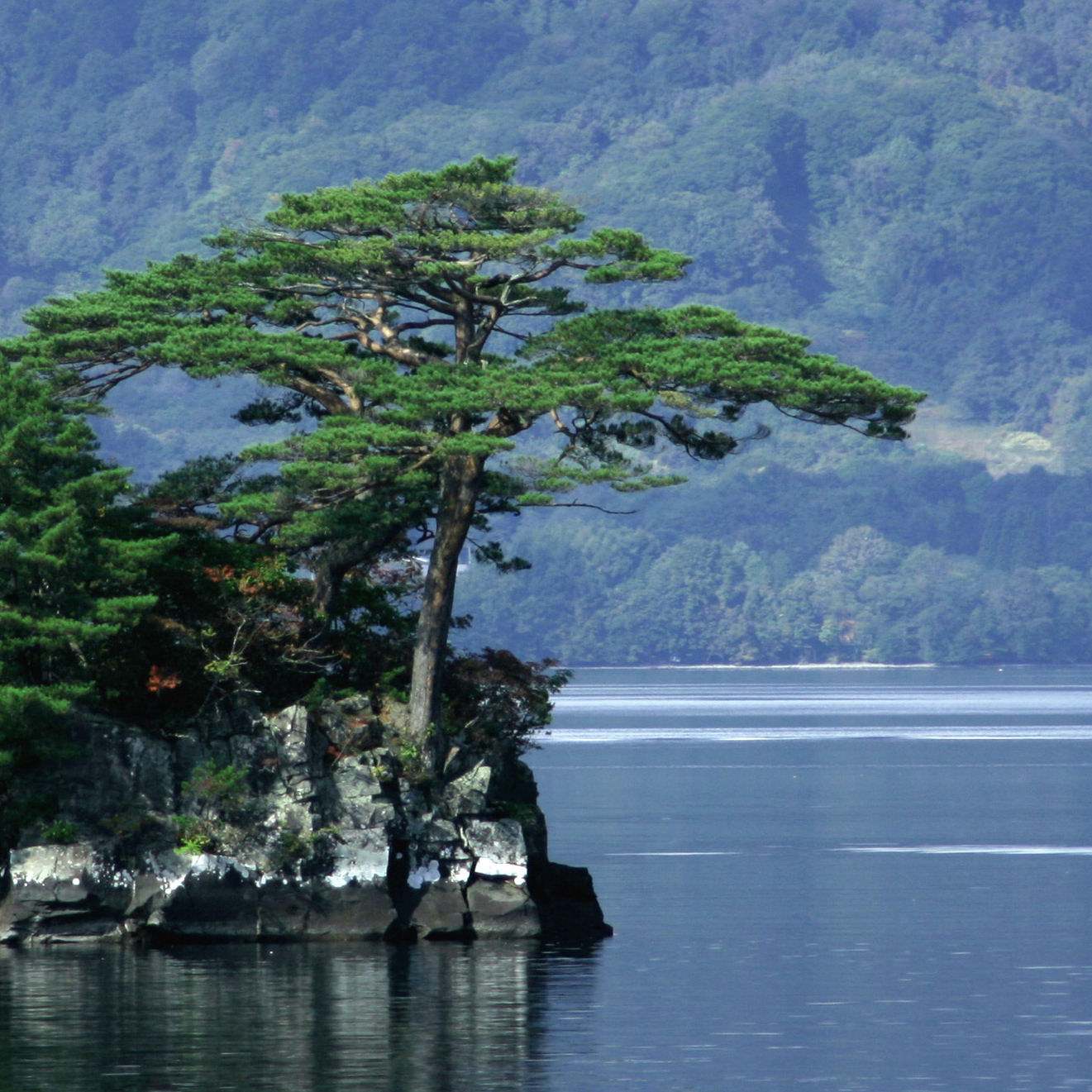 Pino rojo japonés : venta Pino rojo japonés / Pinus densiflora