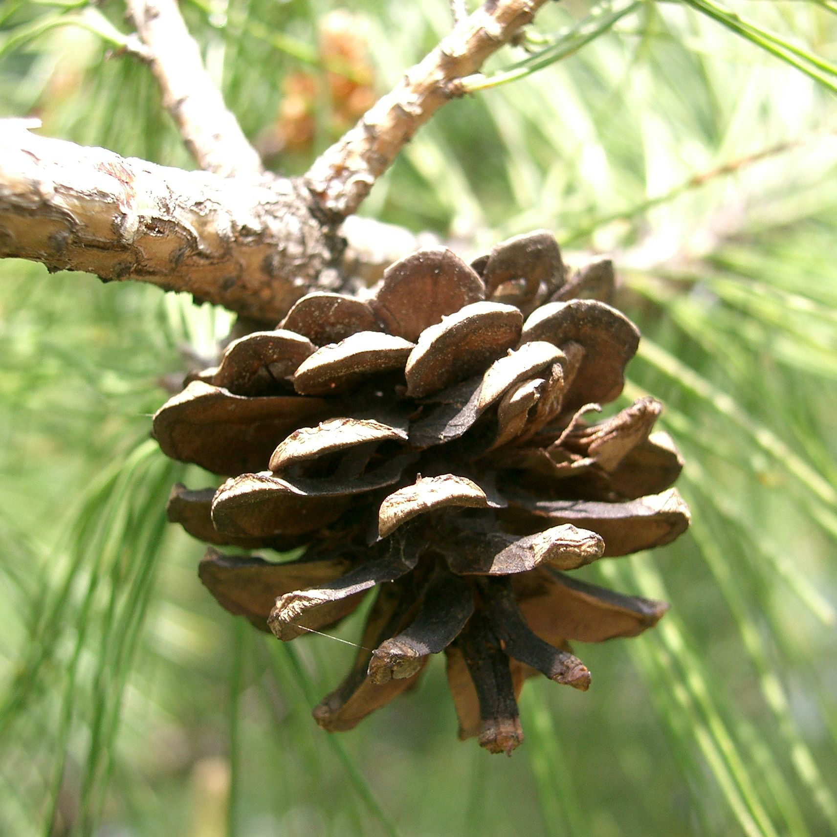 Pino rojo japonés : venta Pino rojo japonés / Pinus densiflora