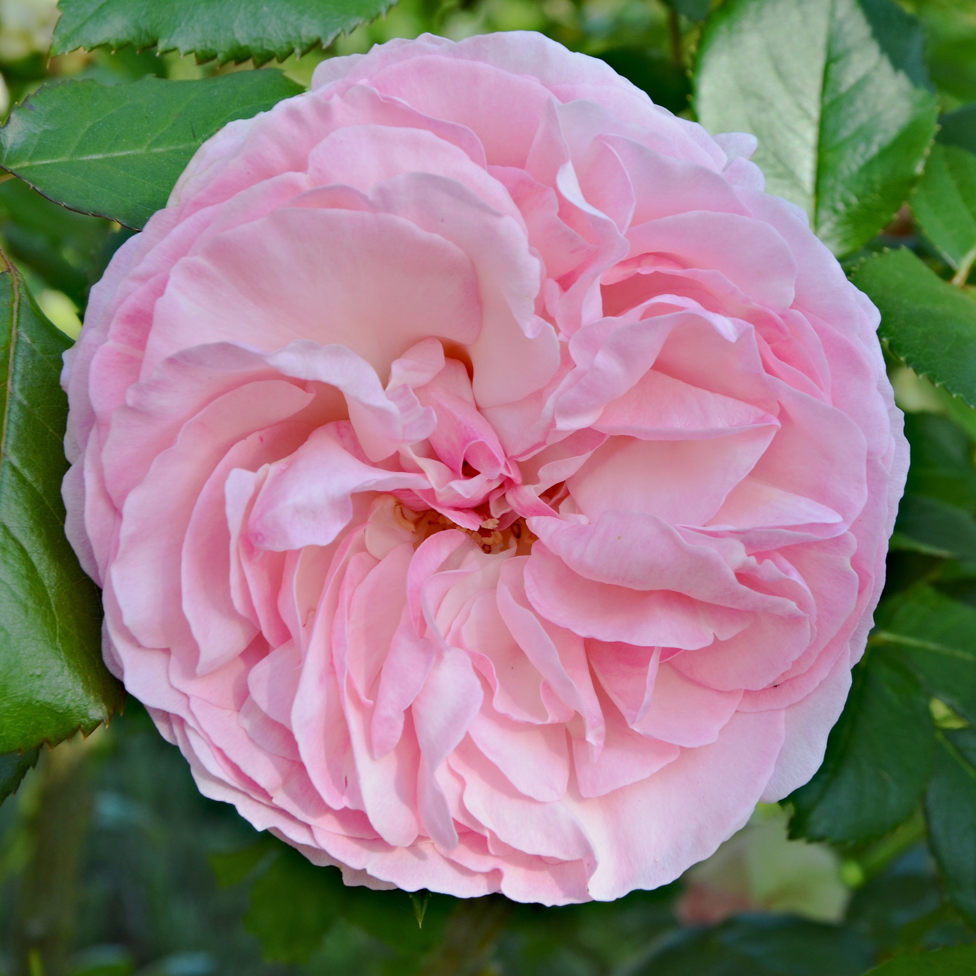 Rosal 'Pierre de Ronsard' : venta Rosal 'Pierre de Ronsard' / Rosa ...