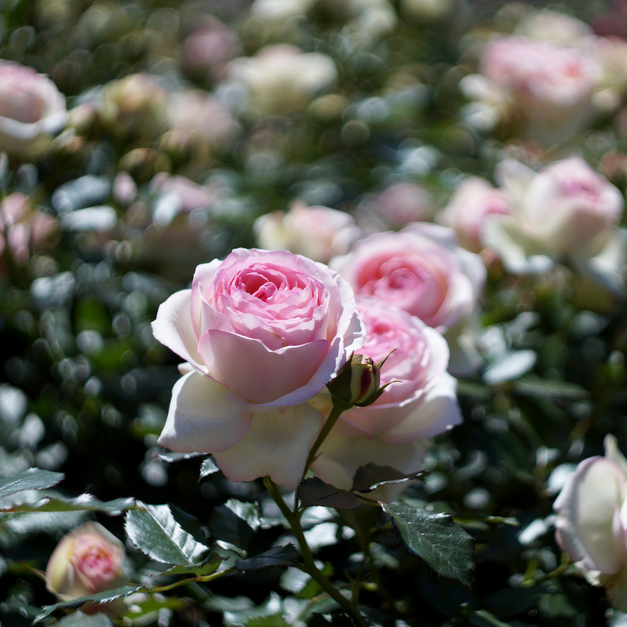 Rosal 'Pierre de Ronsard' : venta Rosal 'Pierre de Ronsard' / Rosa ...