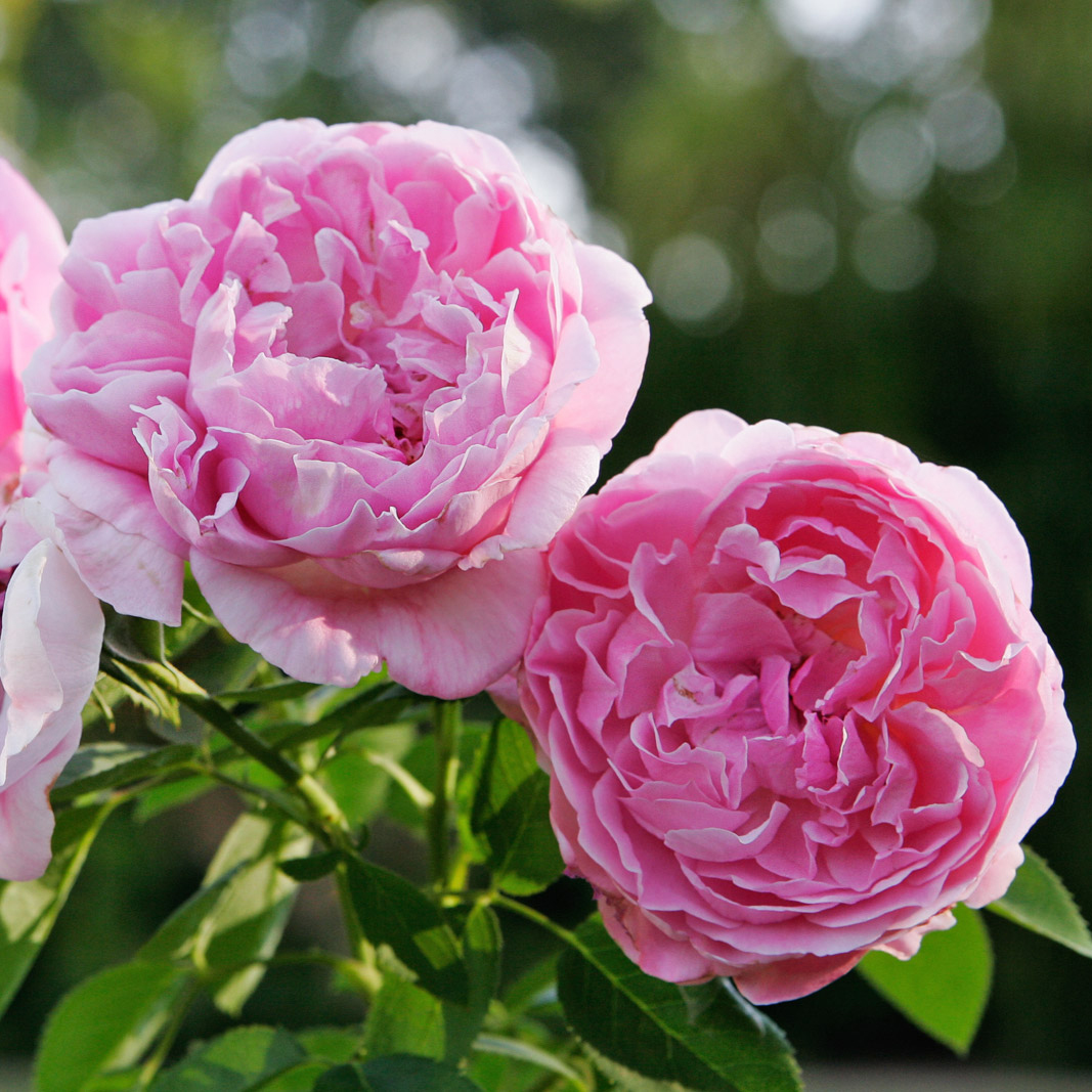 Rosal 'Mary Rose' : venta Rosal 'Mary Rose' / Rosa Mary Rose