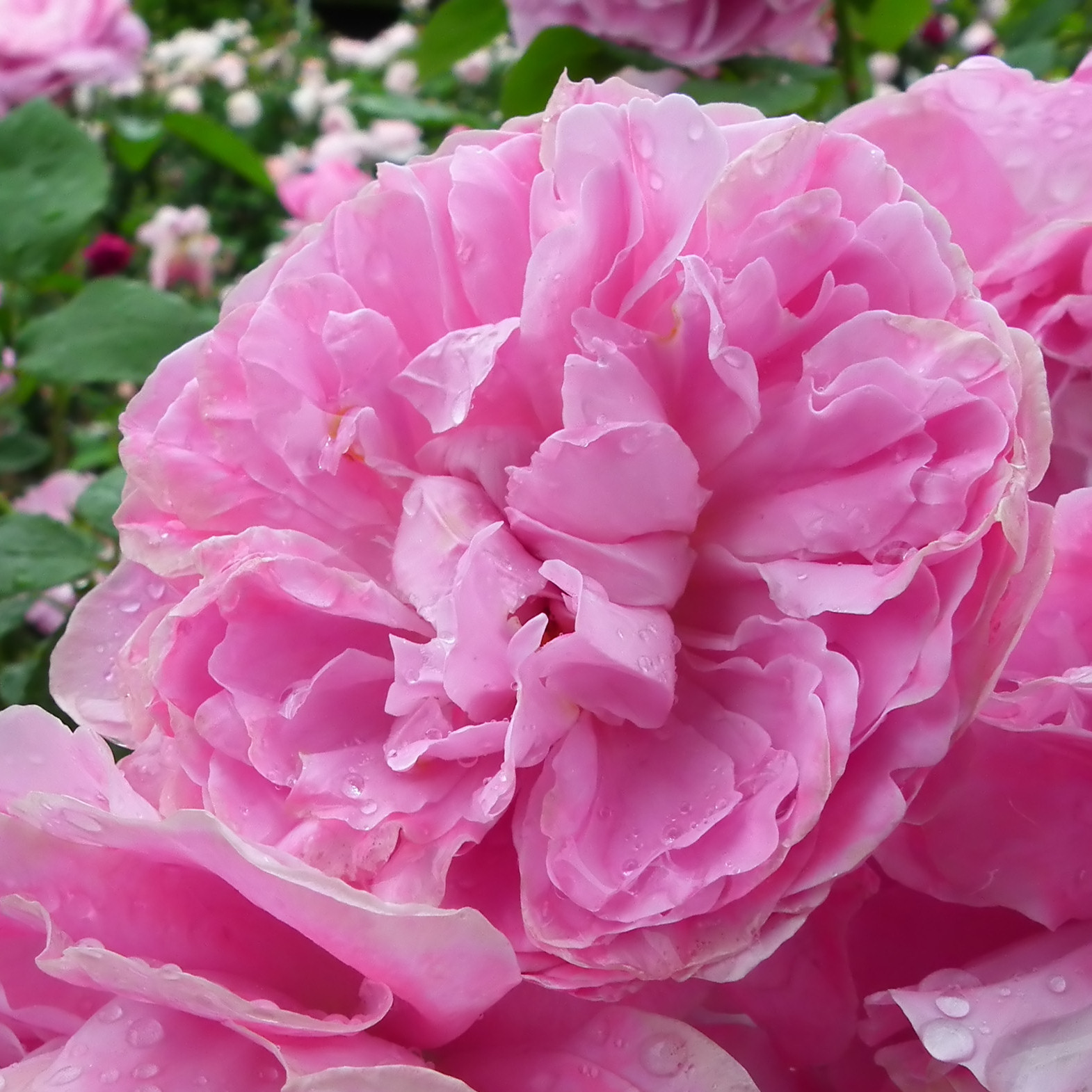 Rosal 'Mary Rose' : venta Rosal 'Mary Rose' / Rosa Mary Rose
