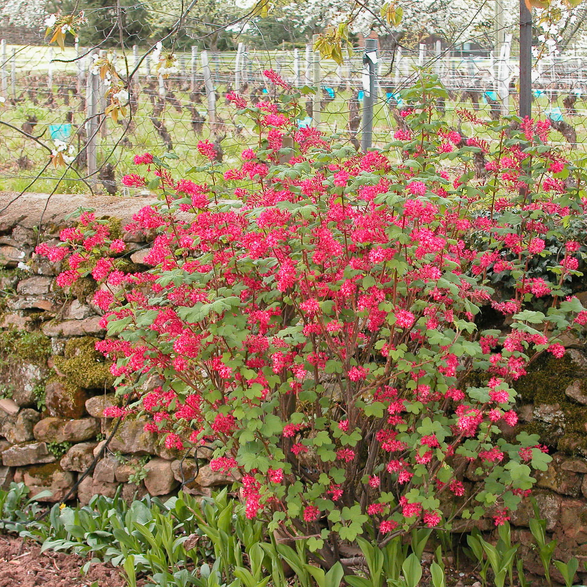 Grosellero ornamental : venta Grosellero ornamental / Ribes sanguineum