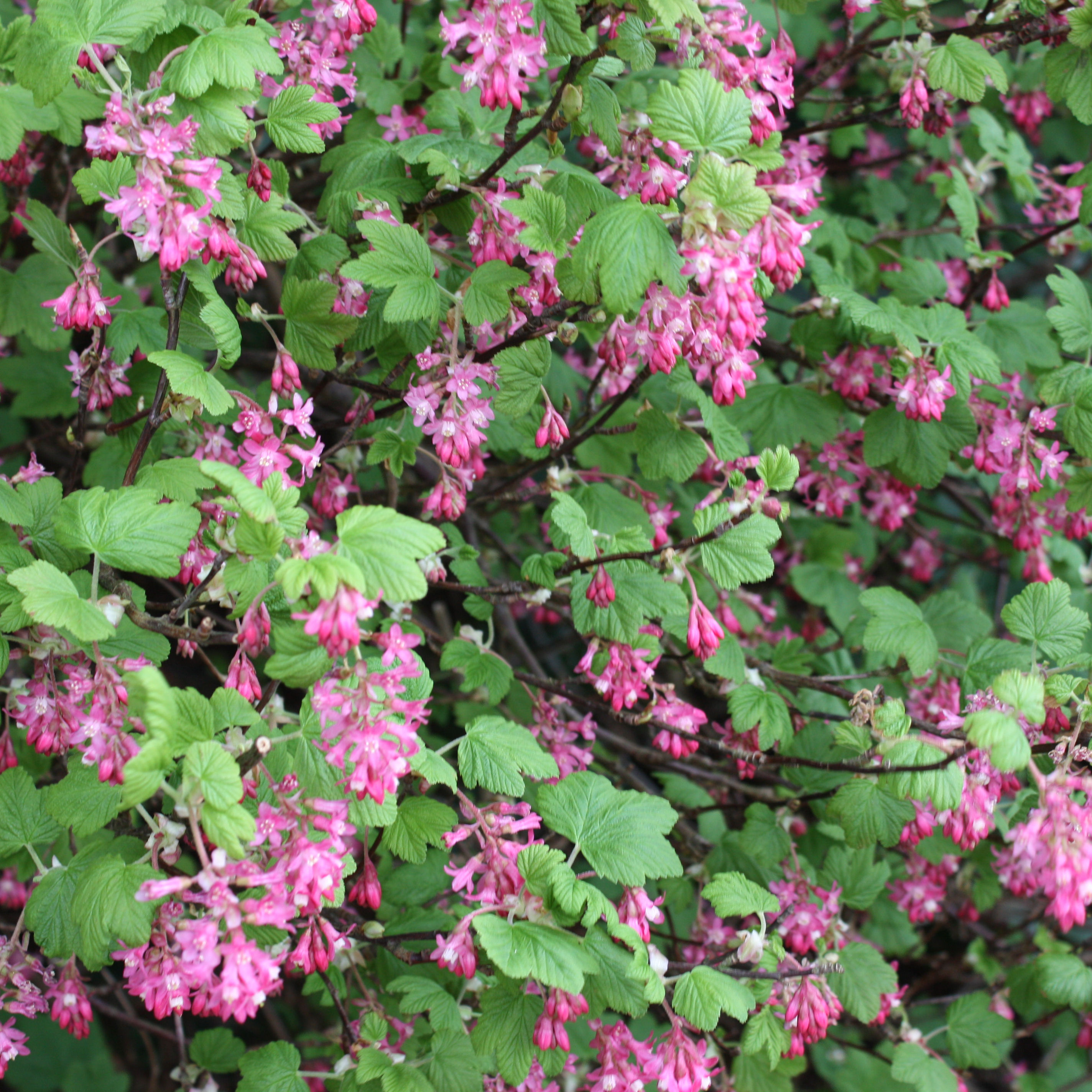 Grosellero ornamental : venta Grosellero ornamental / Ribes sanguineum